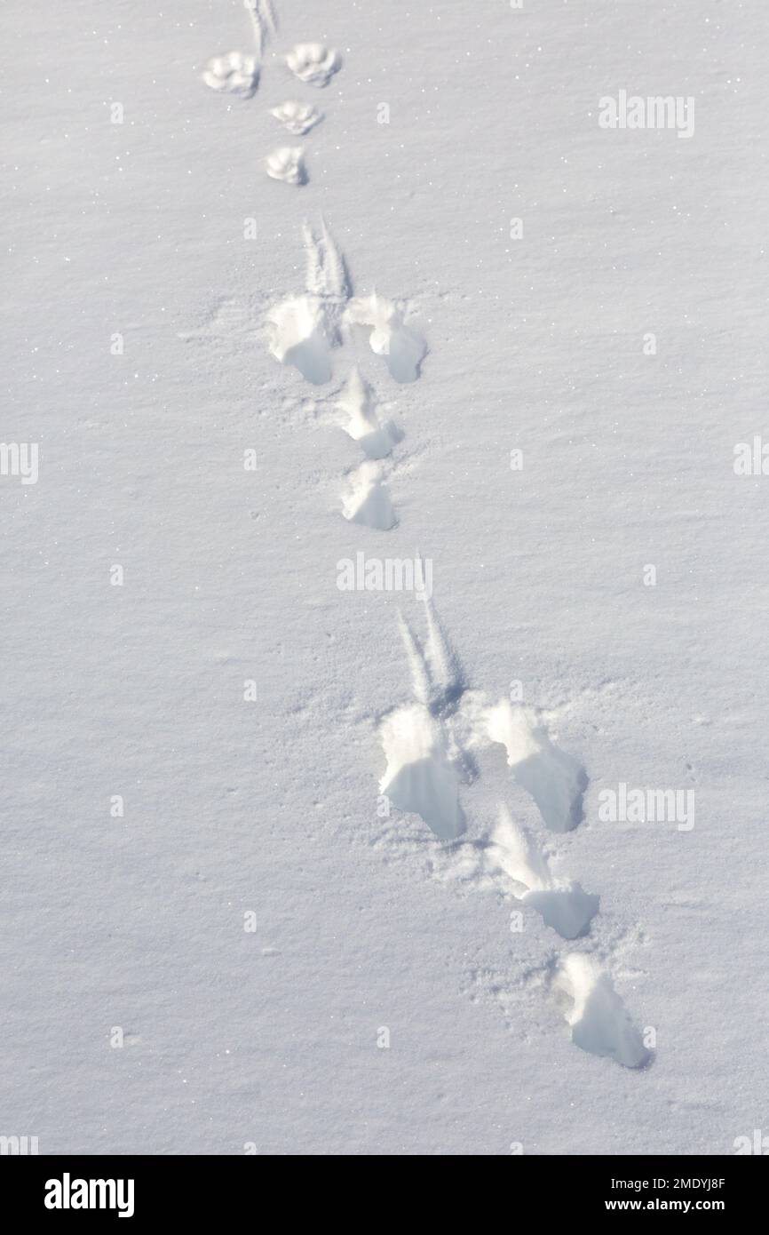 Close-up of footprints / tracks in the snow of mountain hare / Alpine ...