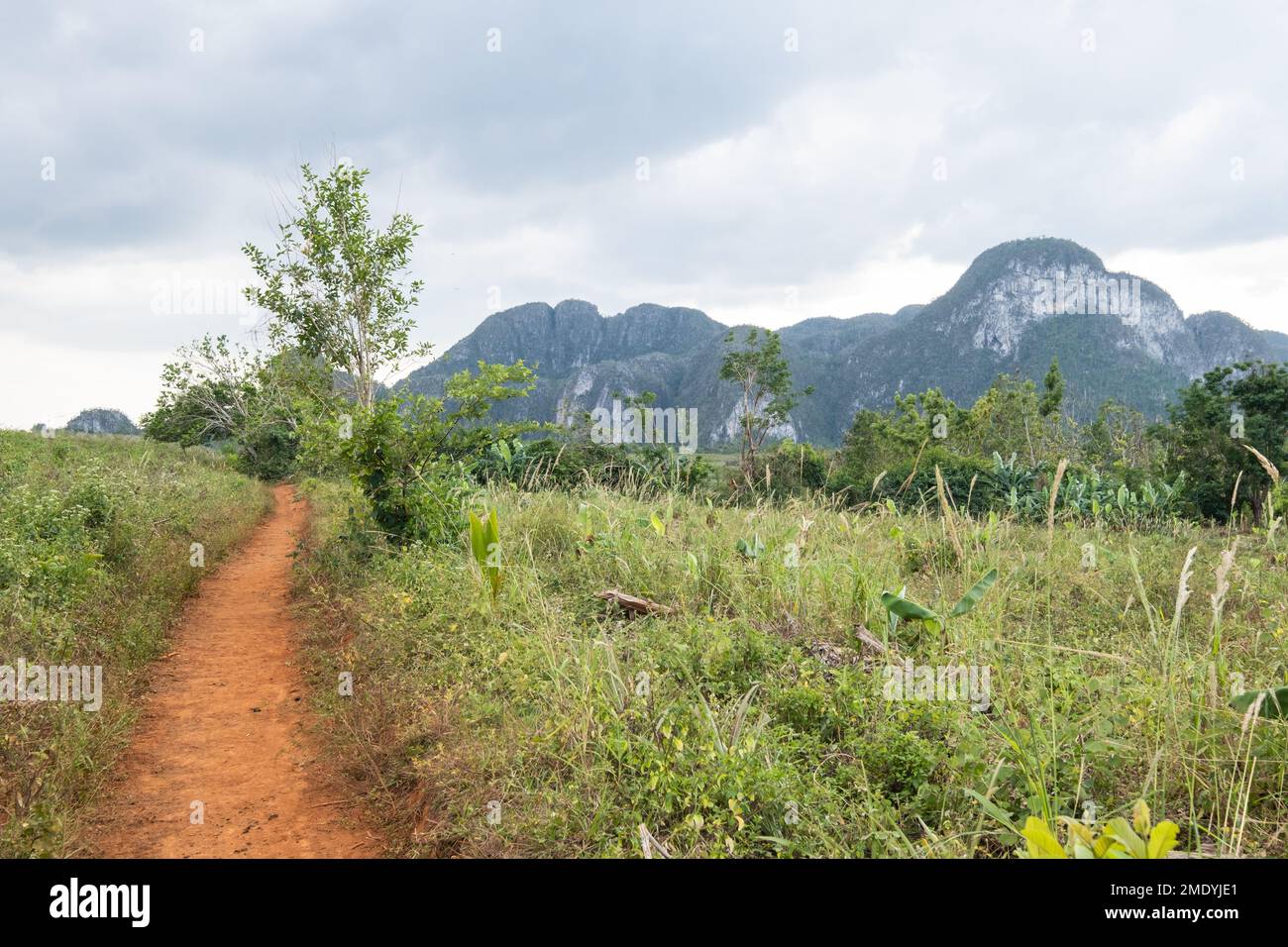 Red, iron-rich soil in the Valle de Palmarito, Viñales, Cuba Stock ...