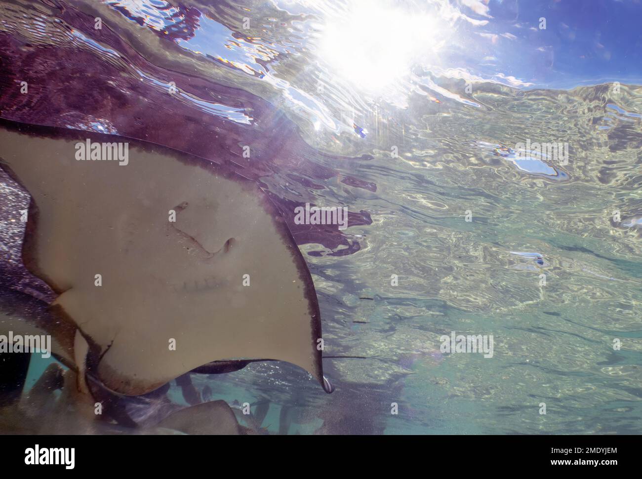 Southern Stingrays (Hypanus americanus) in shallow water in South ...