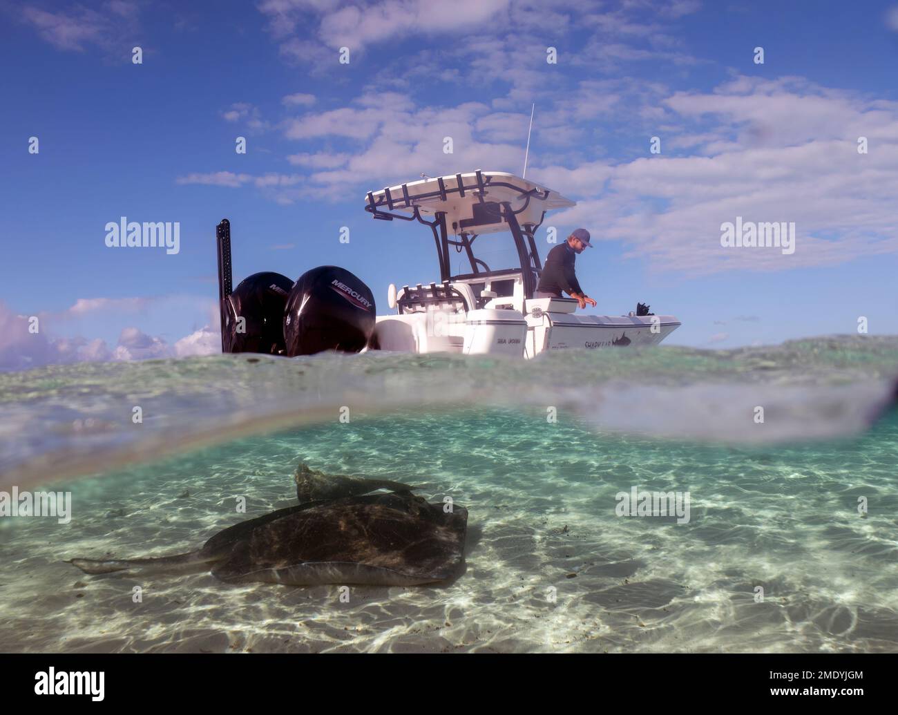 Southern Stingrays (Hypanus americanus) in shallow water in South ...