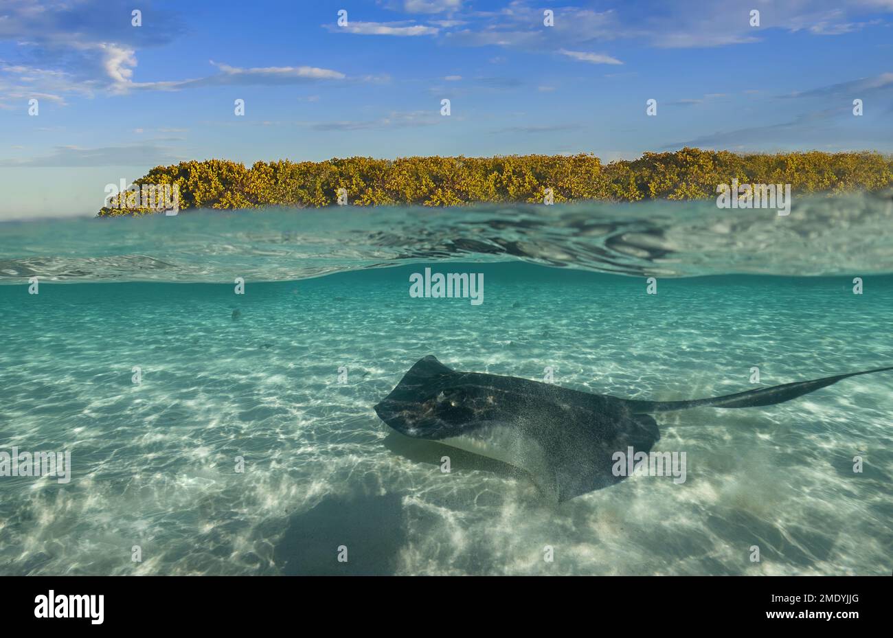 Southern Stingrays (Hypanus americanus) in shallow water in South ...