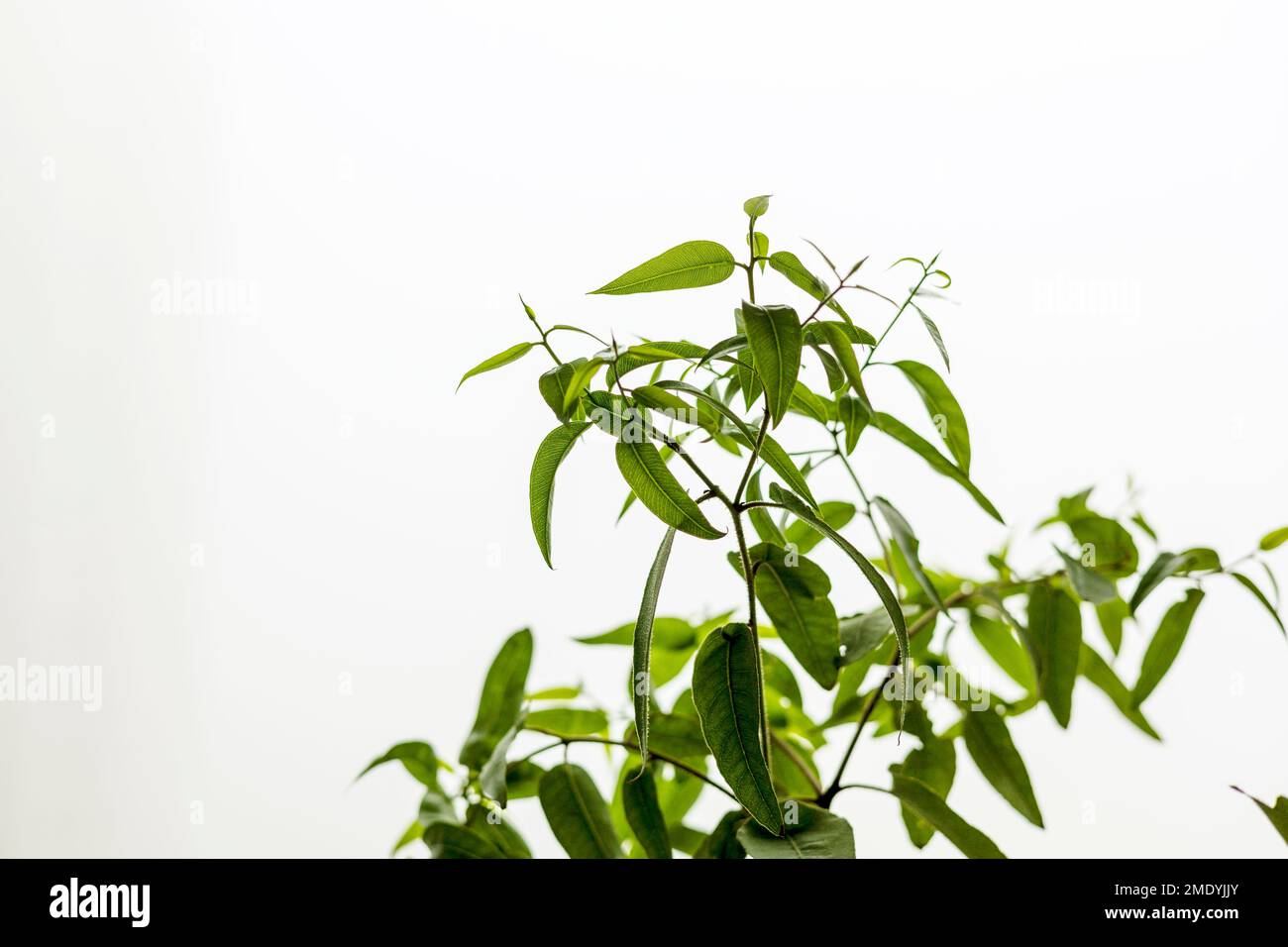 Fresh green leaves, green leaves appear Stock Photo - Alamy
