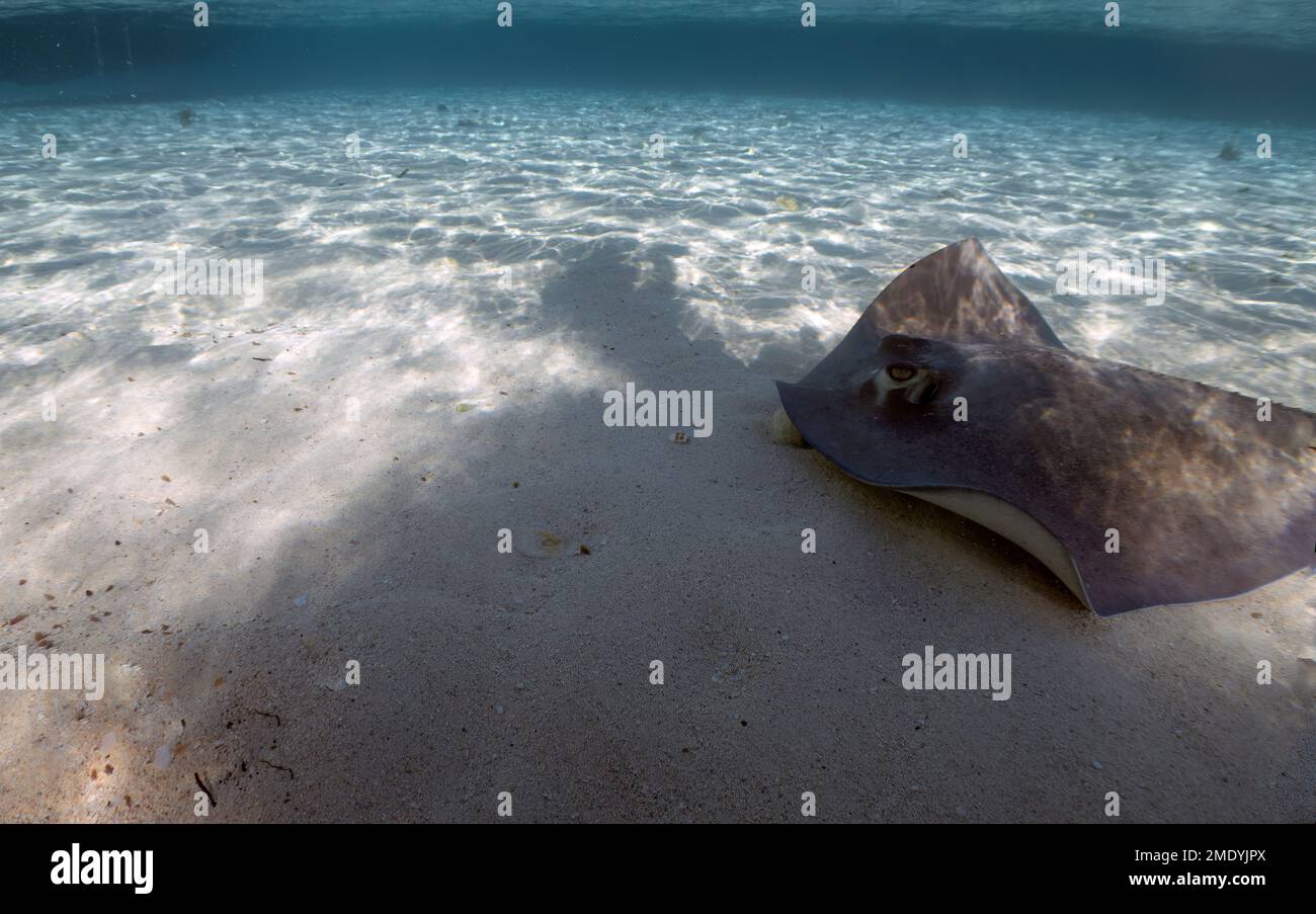 Southern Stingrays (Hypanus americanus) in shallow water in South ...