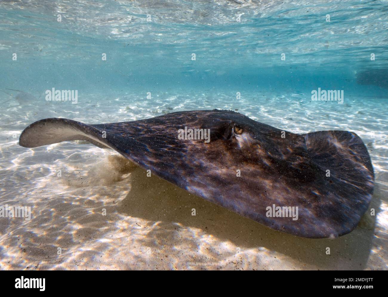 Southern Stingrays (Hypanus americanus) in shallow water in South ...