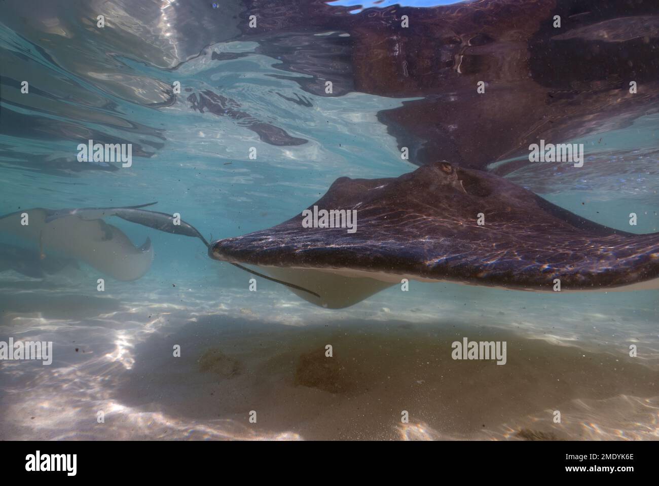 Southern Stingrays (Hypanus americanus) in shallow water in South ...