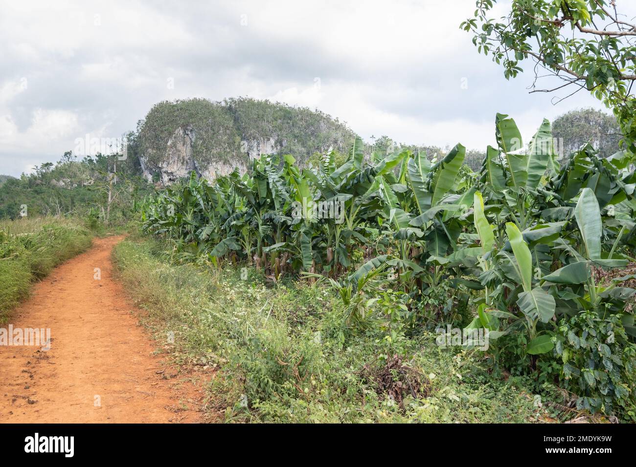 A field of banana trees with a red, iron-rich soil to the left, in the ...