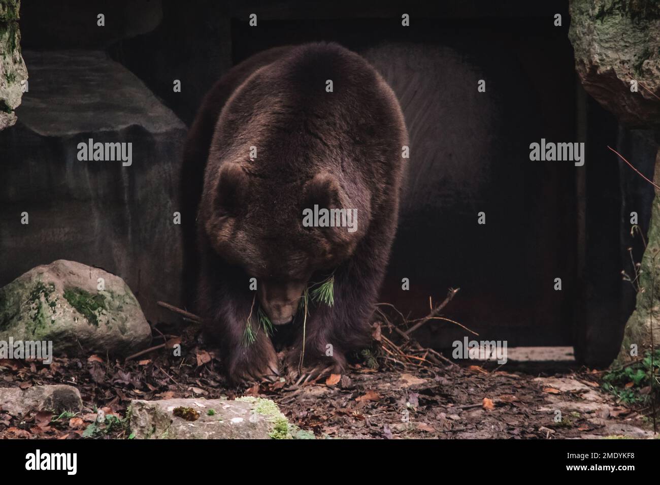 A dark brown grizzly bear near a burrow in a park in Germany Stock ...