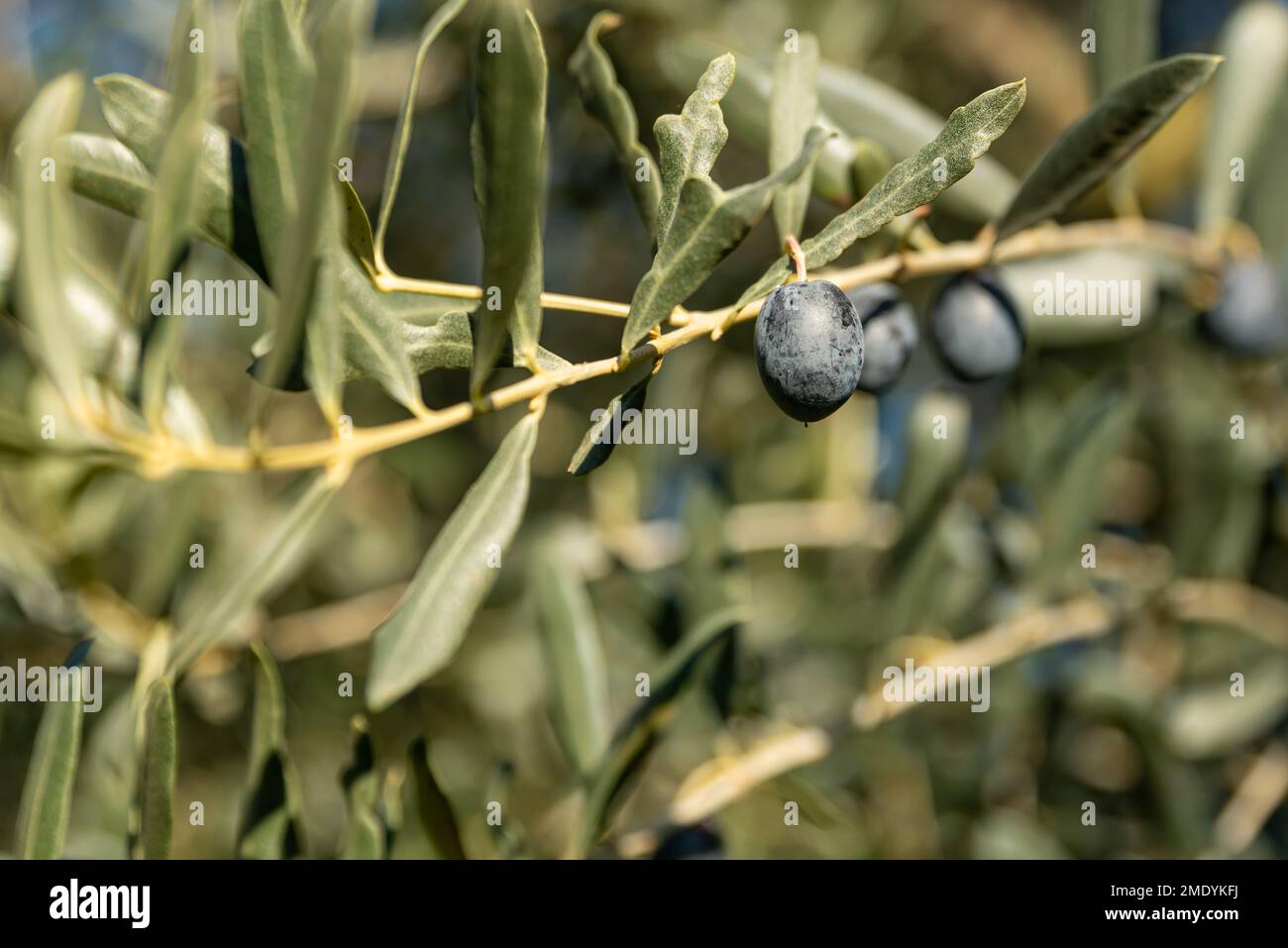 Olive oil trees full of olives.olive harvest , traditional olive ...