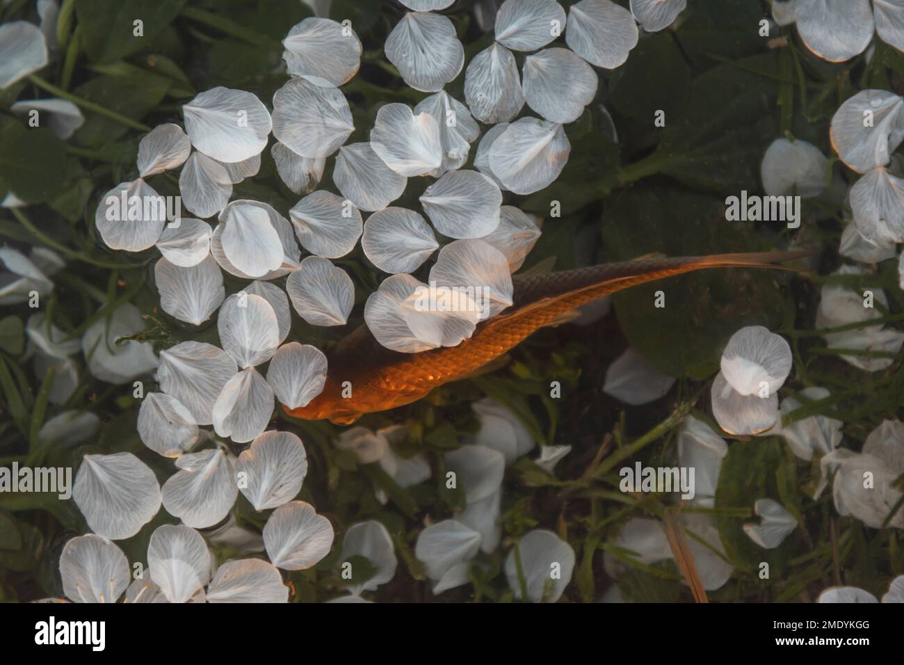 fish in sunset rays and petals of spring flowers top view Stock Photo ...