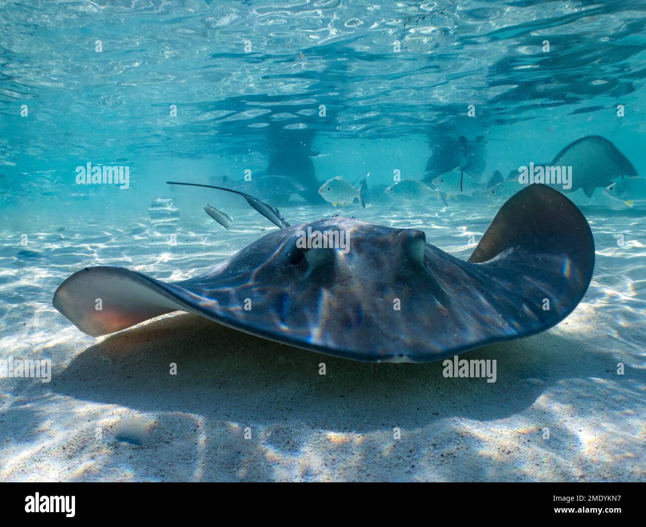 Southern Stingrays (Hypanus americanus) in shallow water in South ...