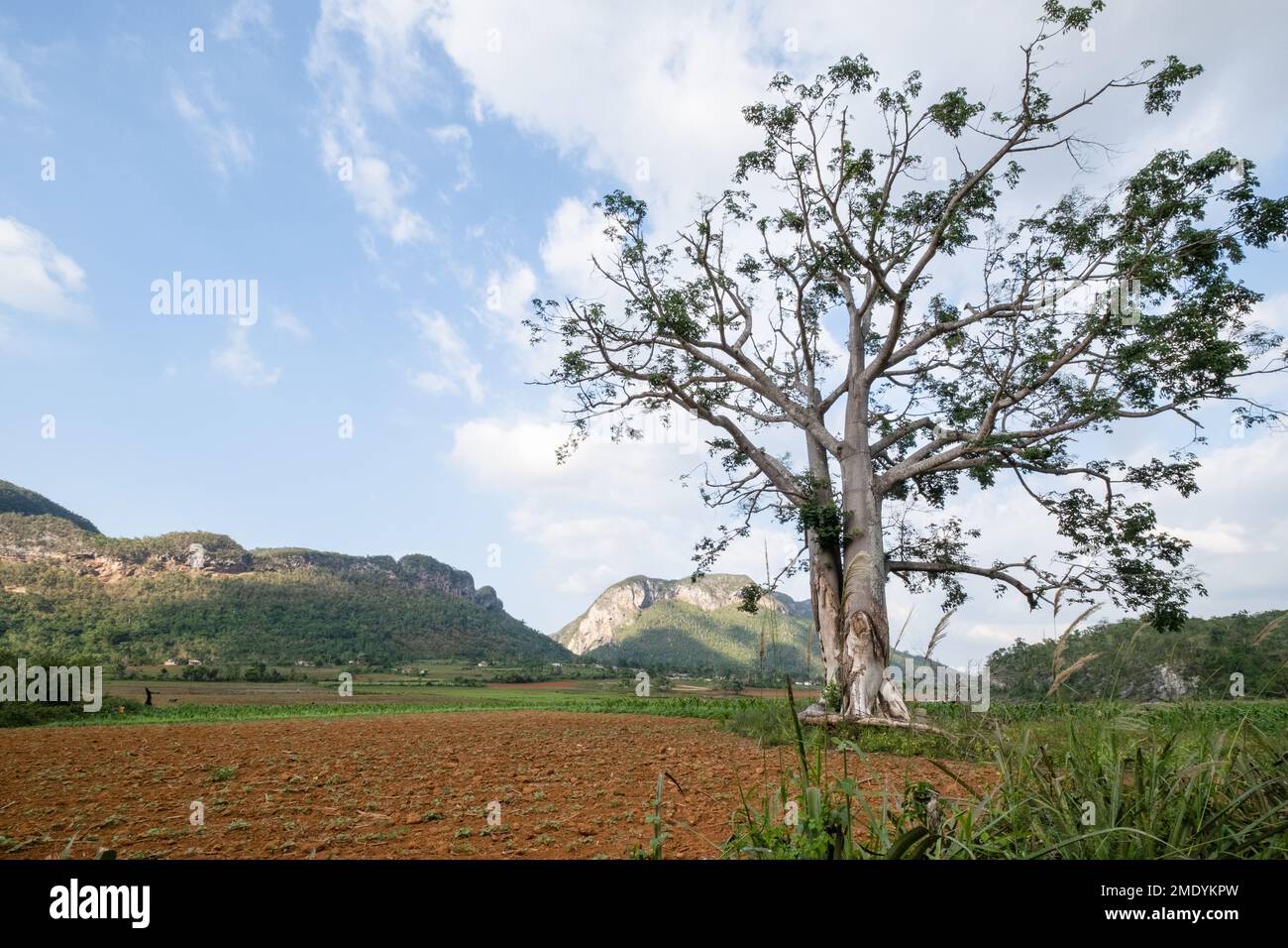 Ceiba tree in the Valle de Palmarito, Viñales, Cuba Stock Photo - Alamy