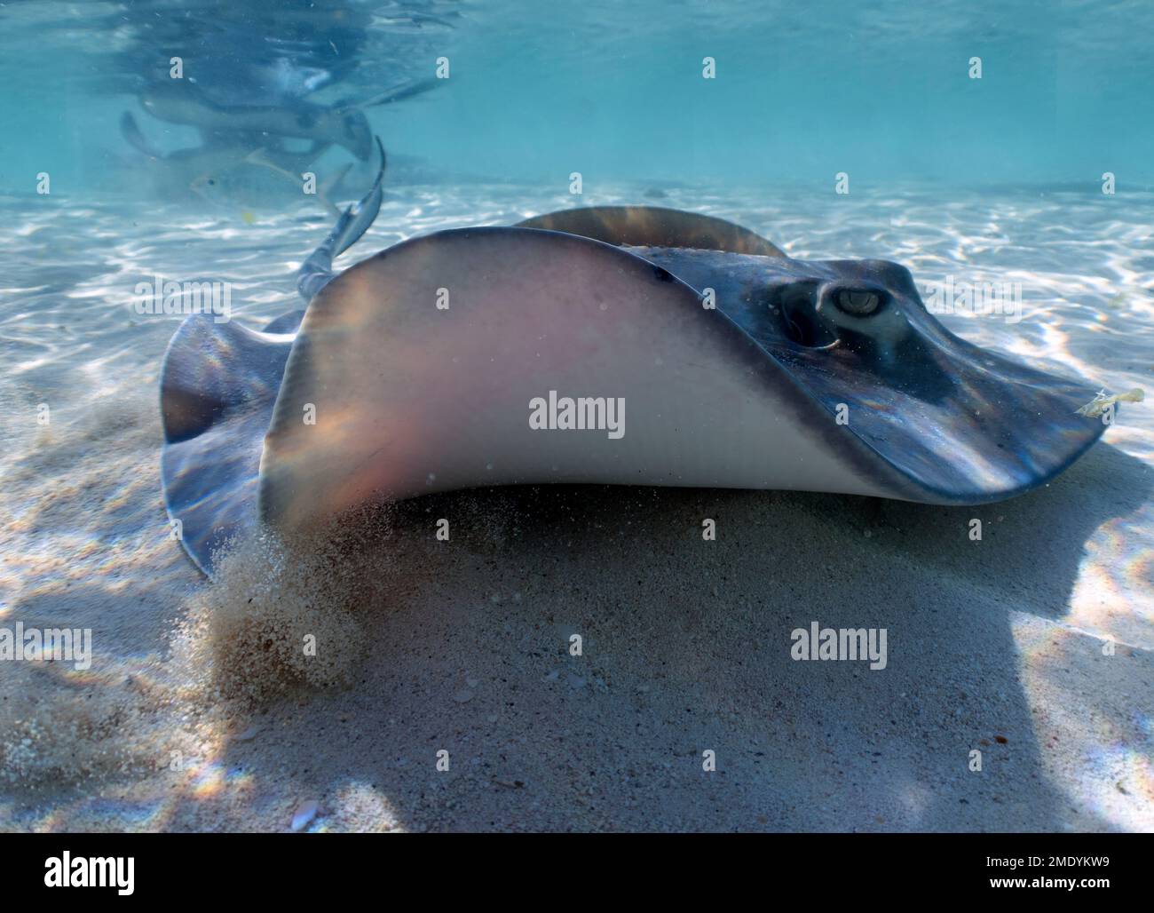 Southern Stingrays (Hypanus americanus) in shallow water in South ...