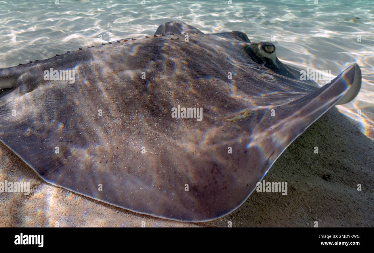 Southern Stingrays (Hypanus americanus) in shallow water in South ...