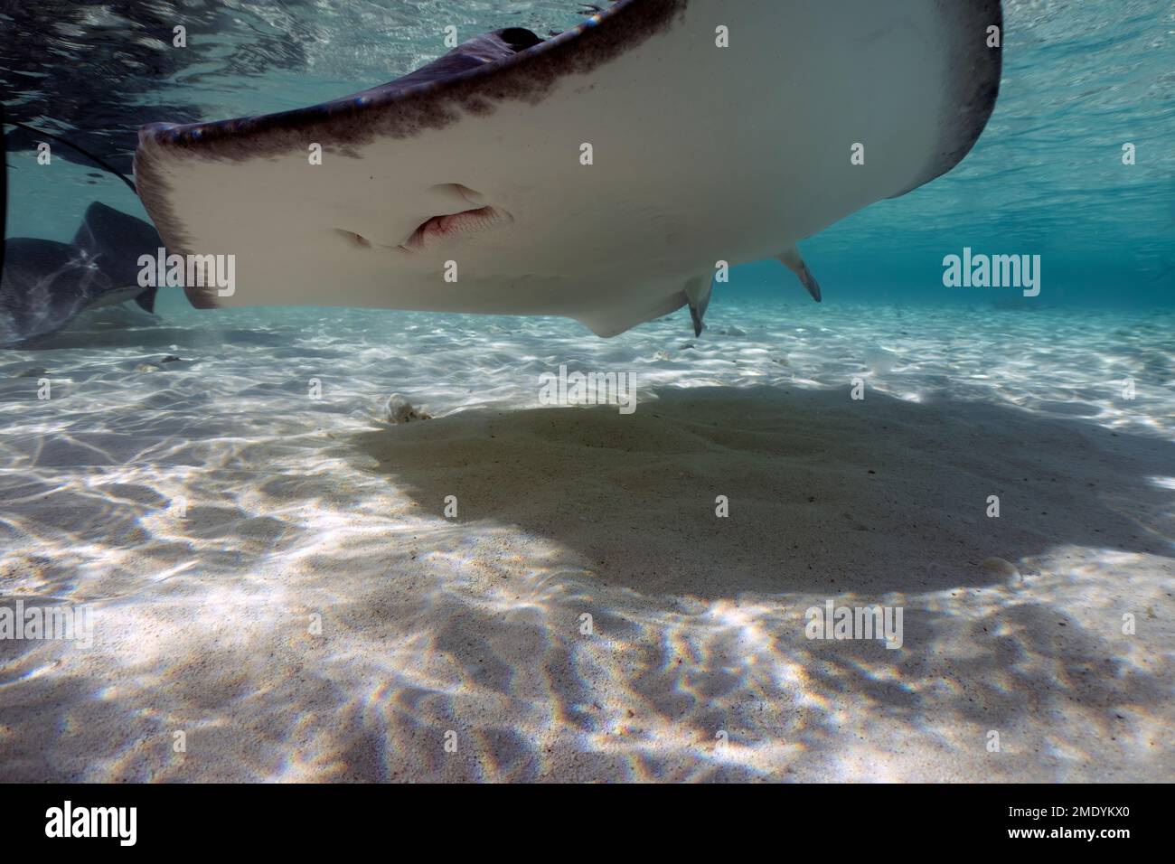 Southern Stingrays (Hypanus americanus) in shallow water in South ...
