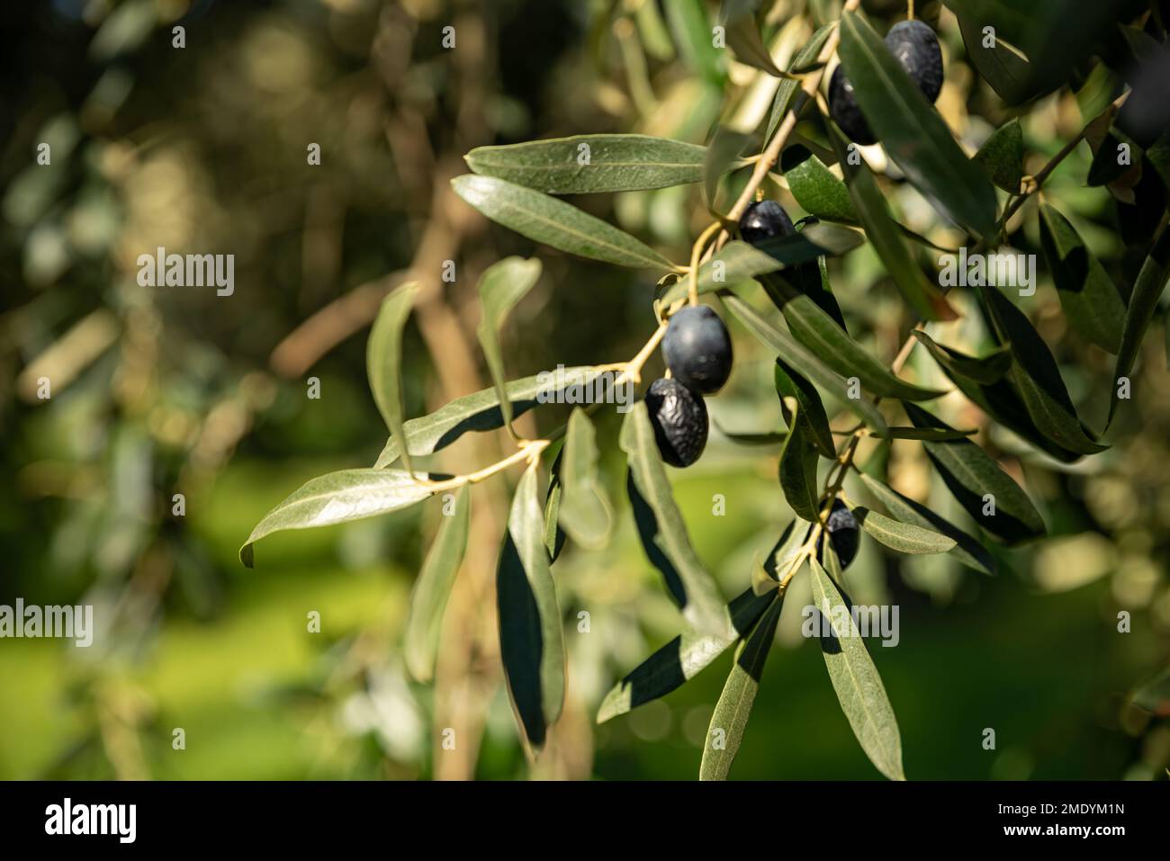 Olive oil trees full of olives.olive harvest , traditional olive ...
