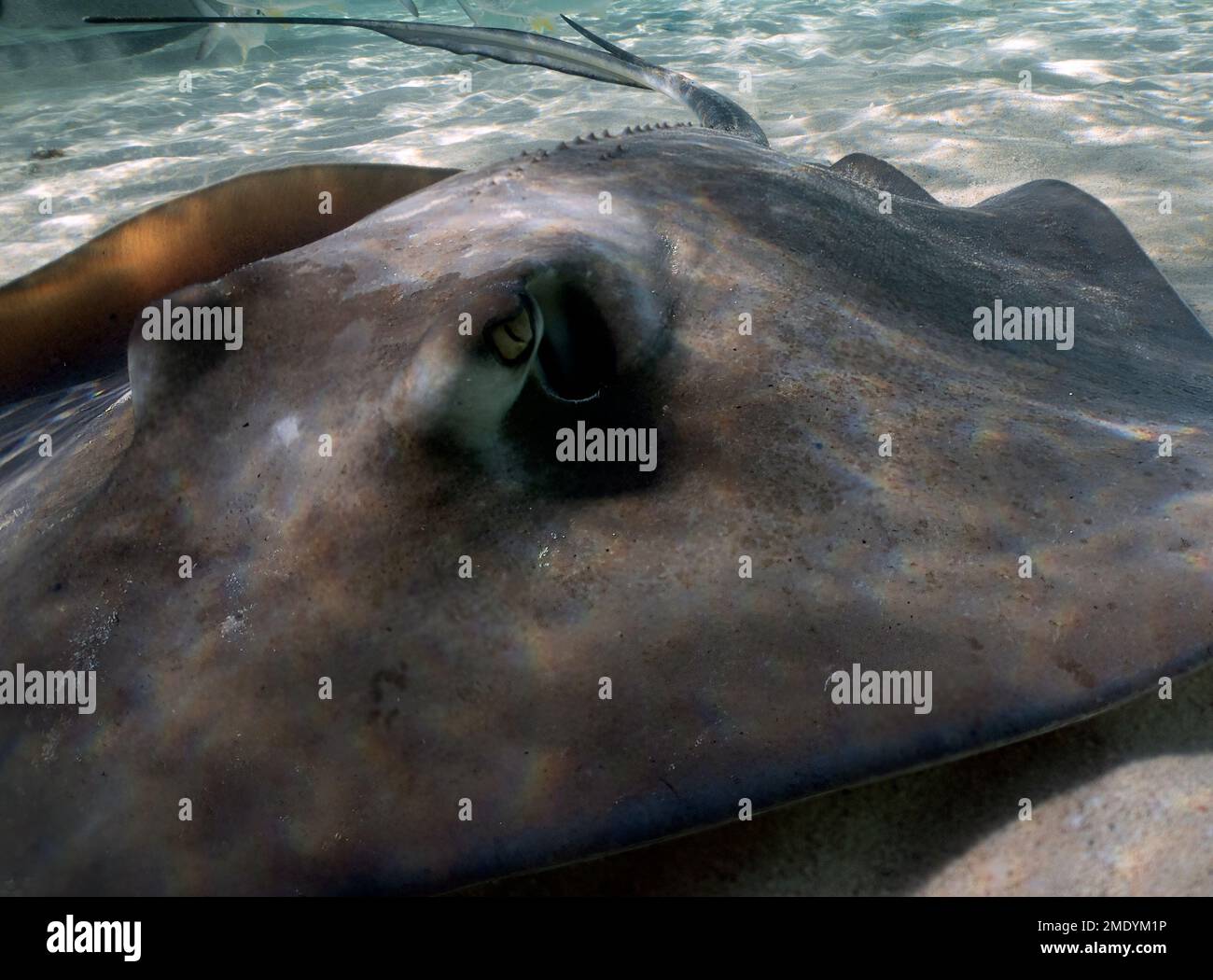 Southern Stingrays (Hypanus americanus) in shallow water in South ...