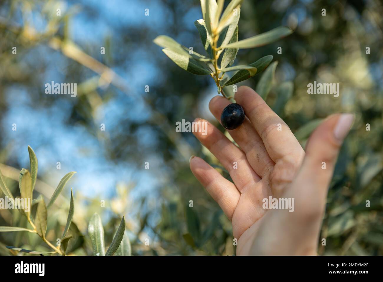 Hand picking green and black olives on the branch tree , traditional ...