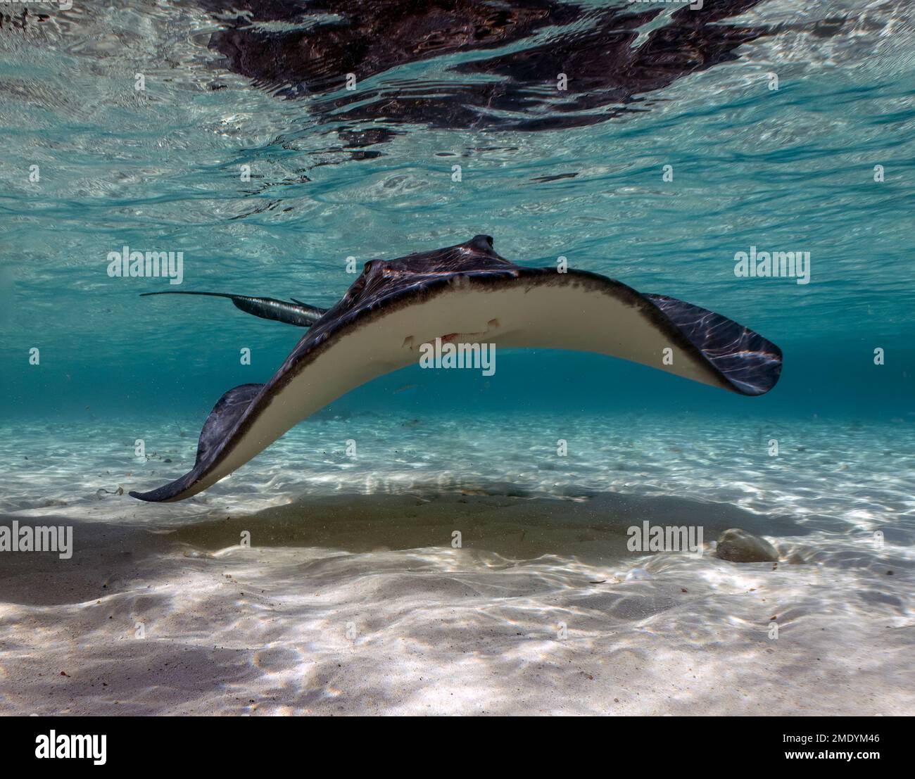 Southern Stingrays (Hypanus americanus) in shallow water in South ...