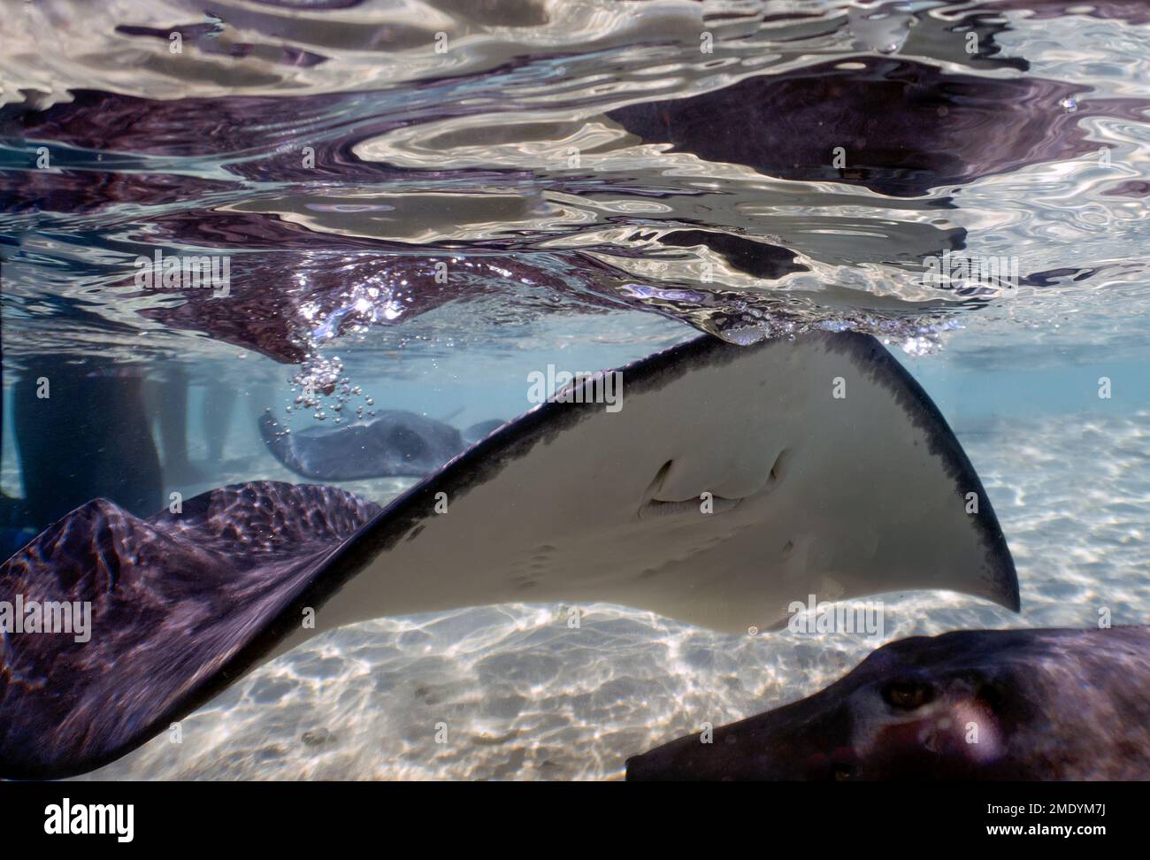 Southern Stingrays (Hypanus americanus) in shallow water in South ...