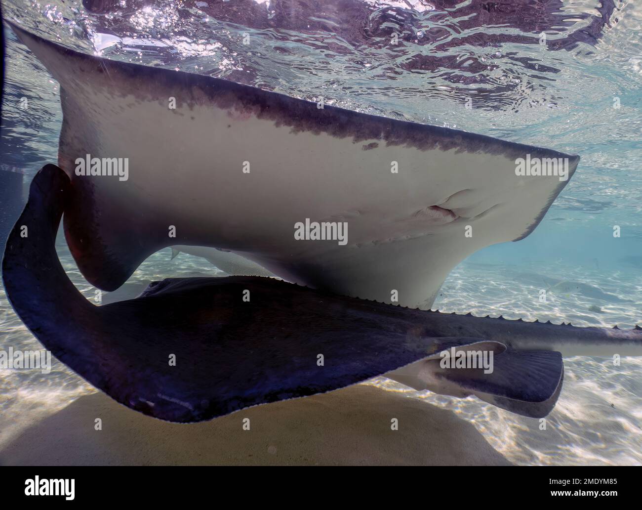 Southern Stingrays (Hypanus americanus) in shallow water in South ...
