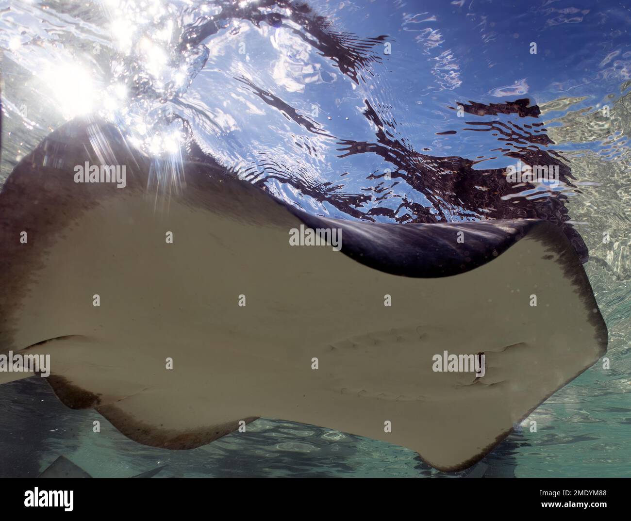 Southern Stingrays (Hypanus americanus) in shallow water in South ...