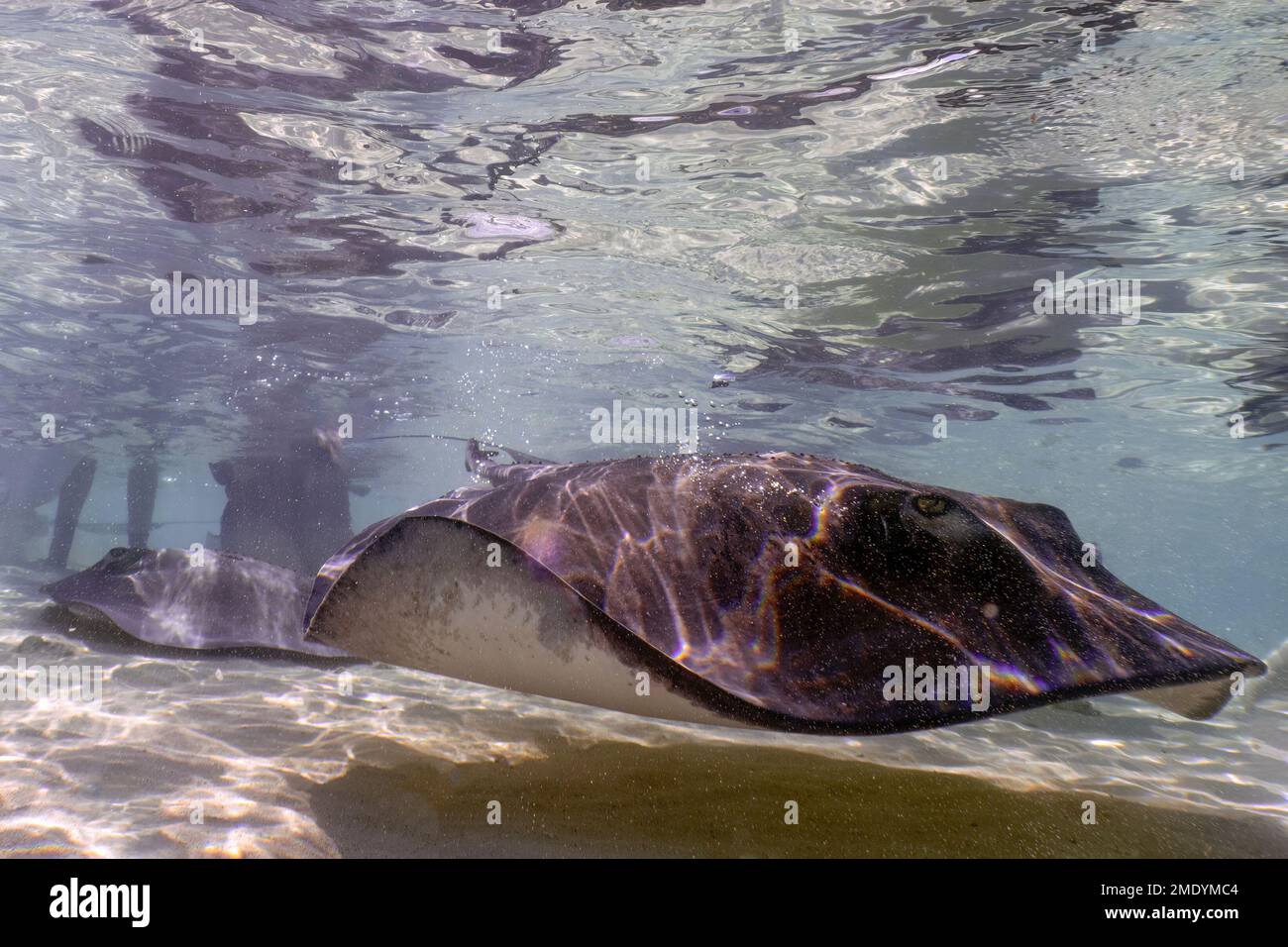 Southern Stingrays (Hypanus americanus) in shallow water in South ...