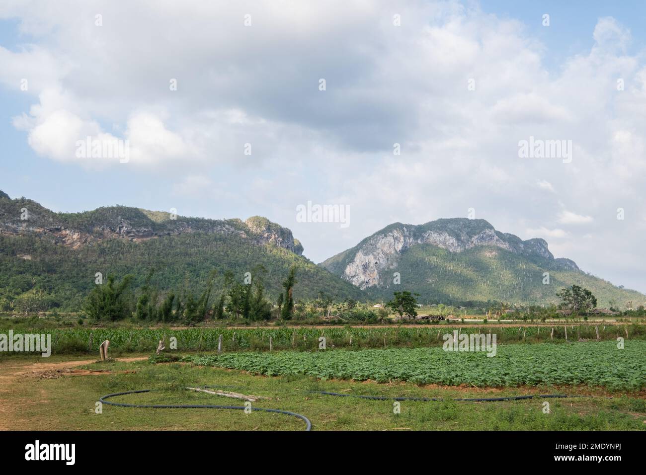 Crops growing in fields in the Valle de Palmarito, Viñales, Cuba Stock ...