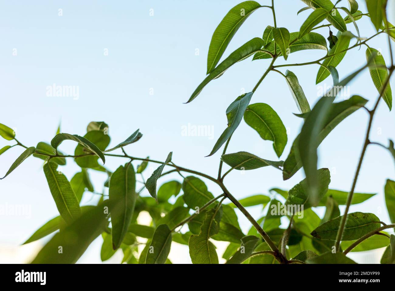Fresh green leaves, green leaves appear Stock Photo - Alamy