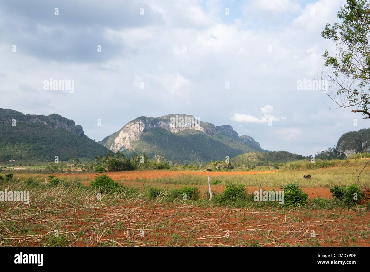 Red, iron-rich soil in the Valle de Palmarito, Viñales, Cuba Stock ...