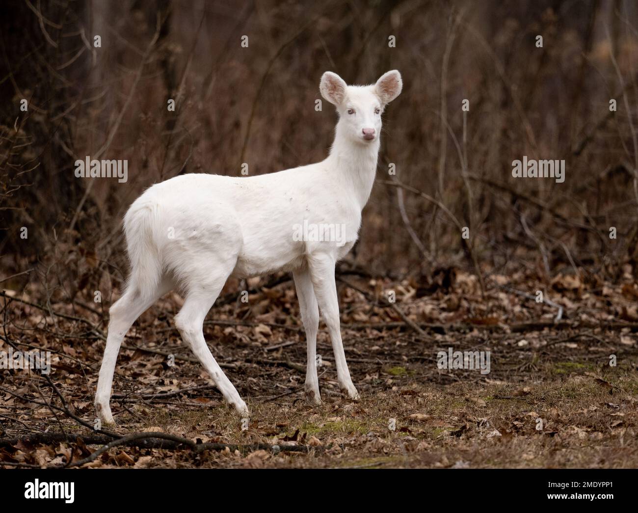 Whitetail deer doe hi-res stock photography and images - Alamy