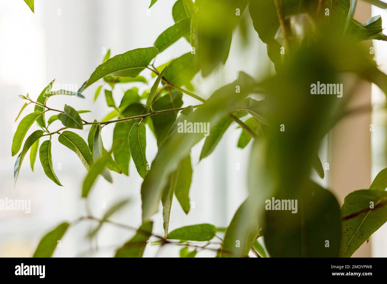 Fresh green leaves, green leaves appear Stock Photo - Alamy
