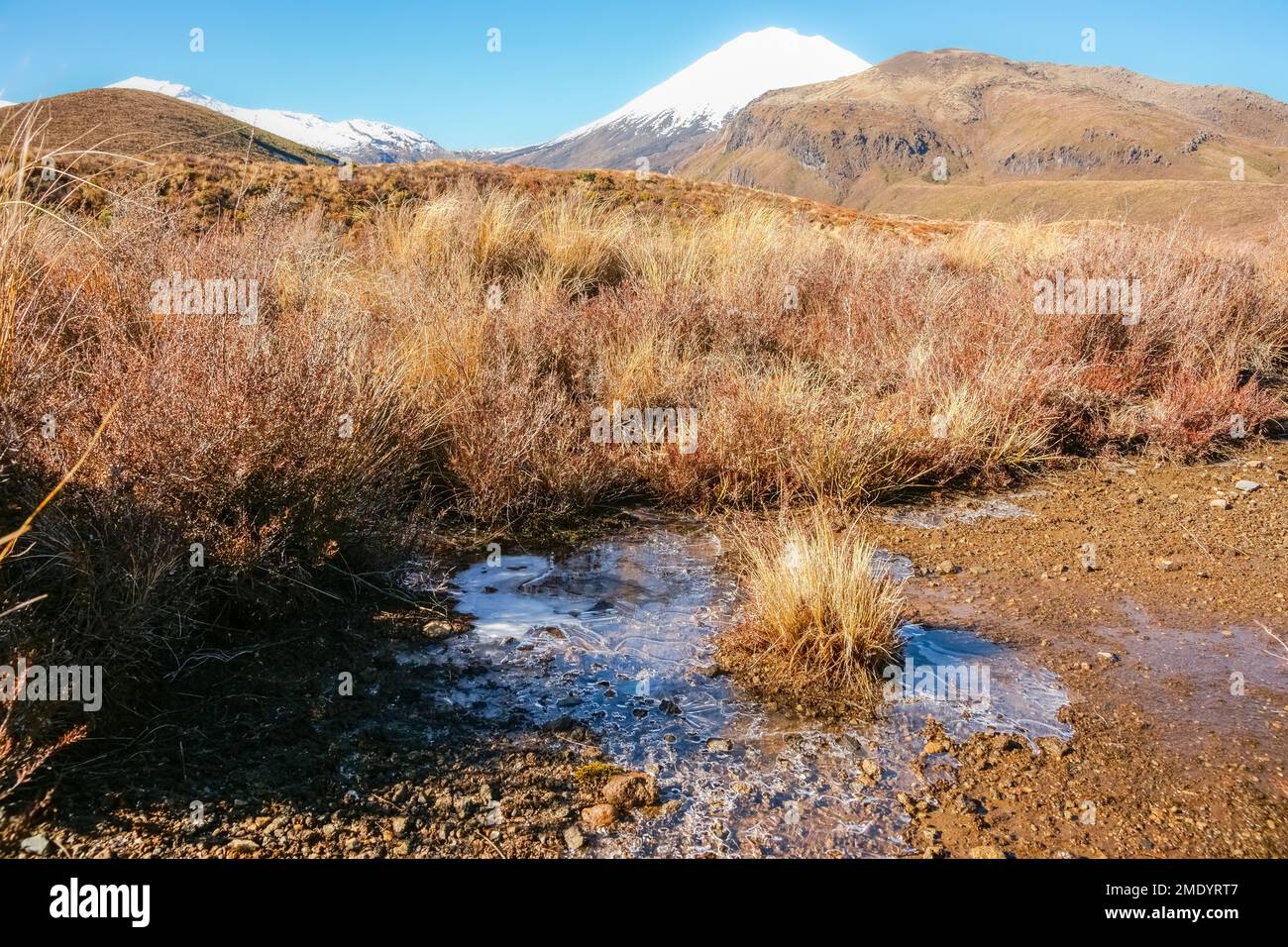 Icy puddle in landscape surrounded by alpine tussock with Mount ...