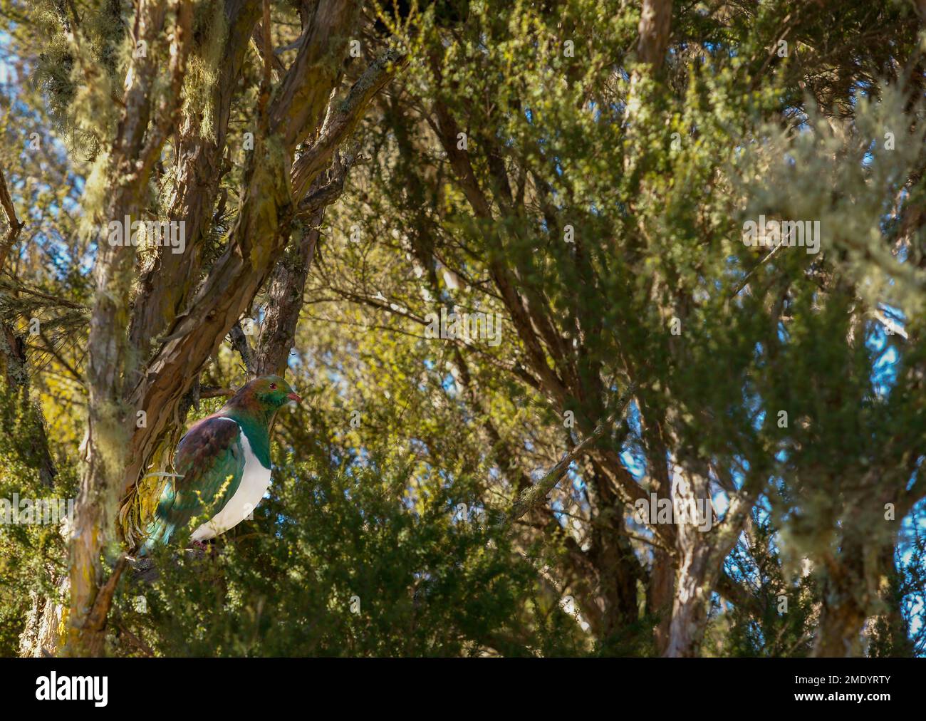 Manuka tree hi-res stock photography and images - Alamy