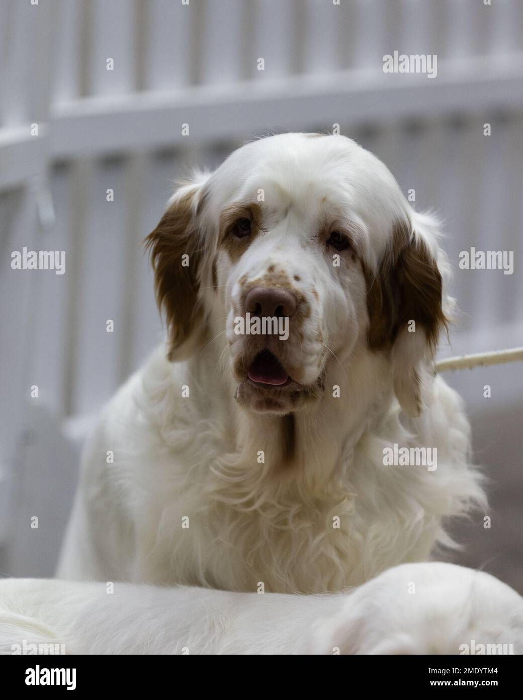 Working clumber spaniel hi-res stock photography and images - Alamy