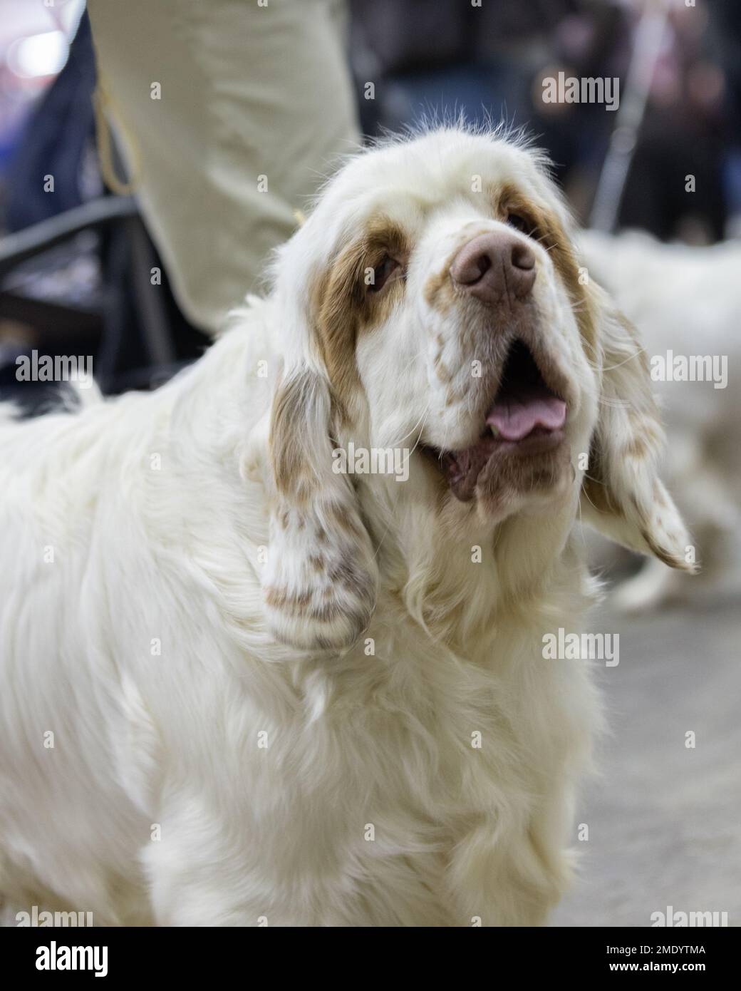Working clumber hi-res stock photography and images - Alamy