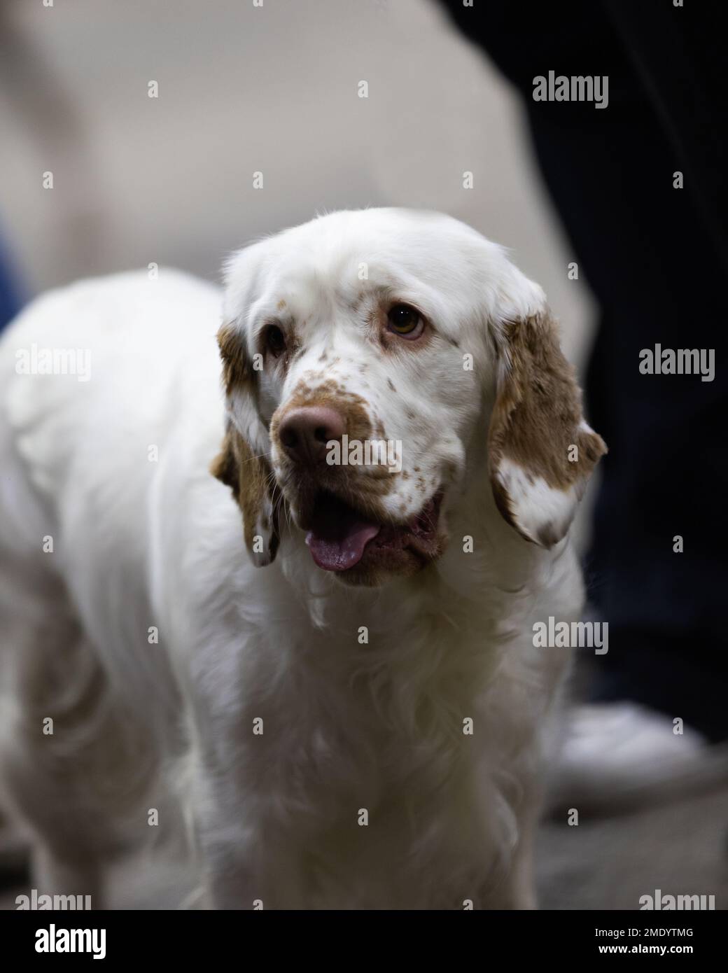 Working clumber spaniel hi-res stock photography and images - Alamy