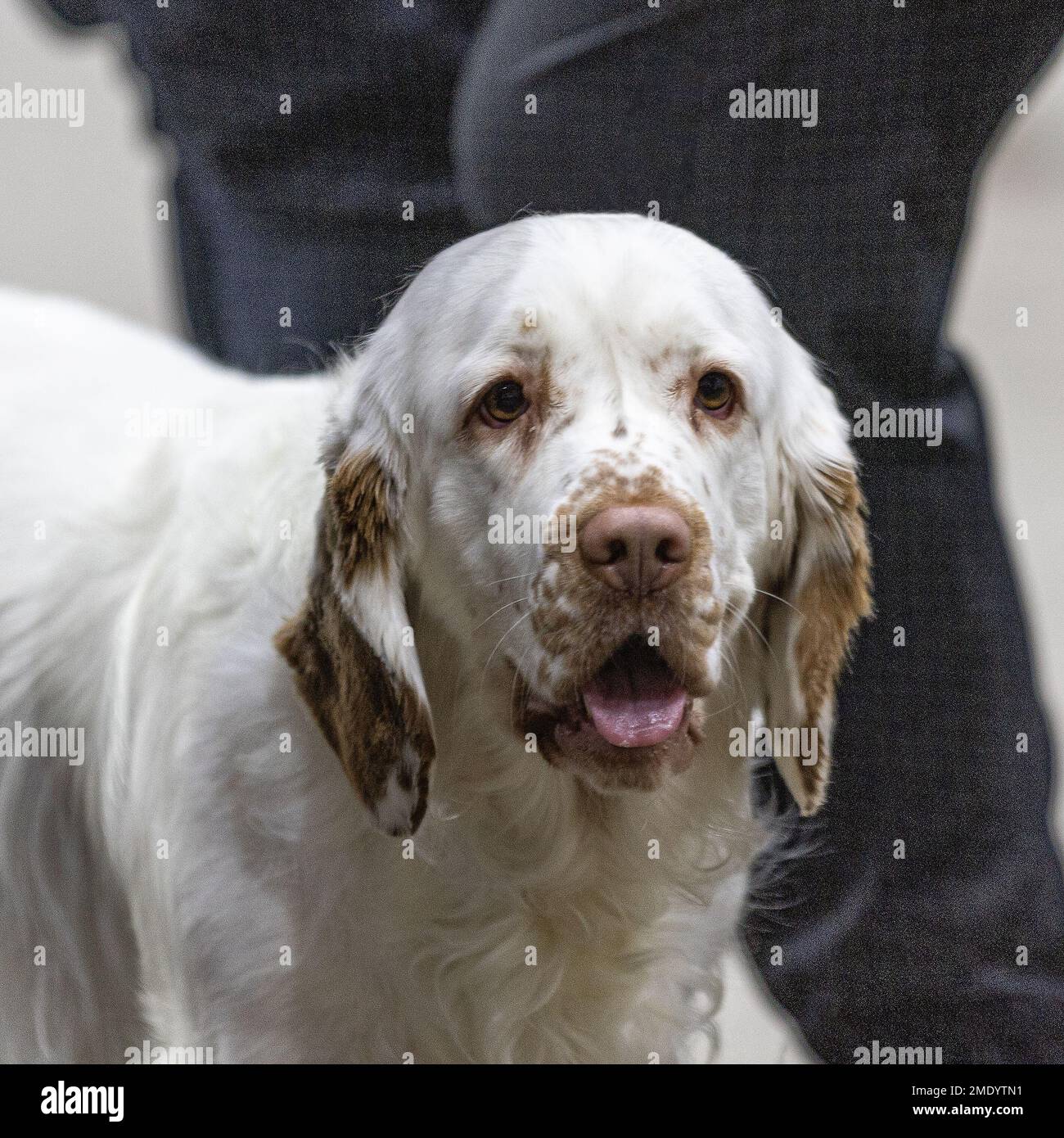Working clumber spaniel hi-res stock photography and images - Alamy