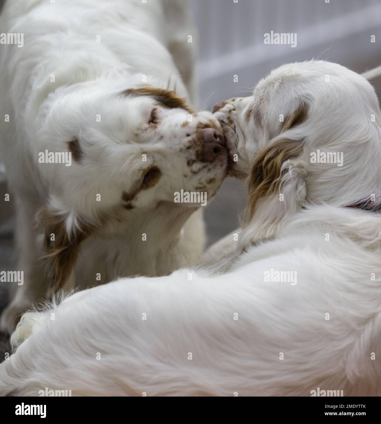 Working clumber spaniel hi-res stock photography and images - Alamy