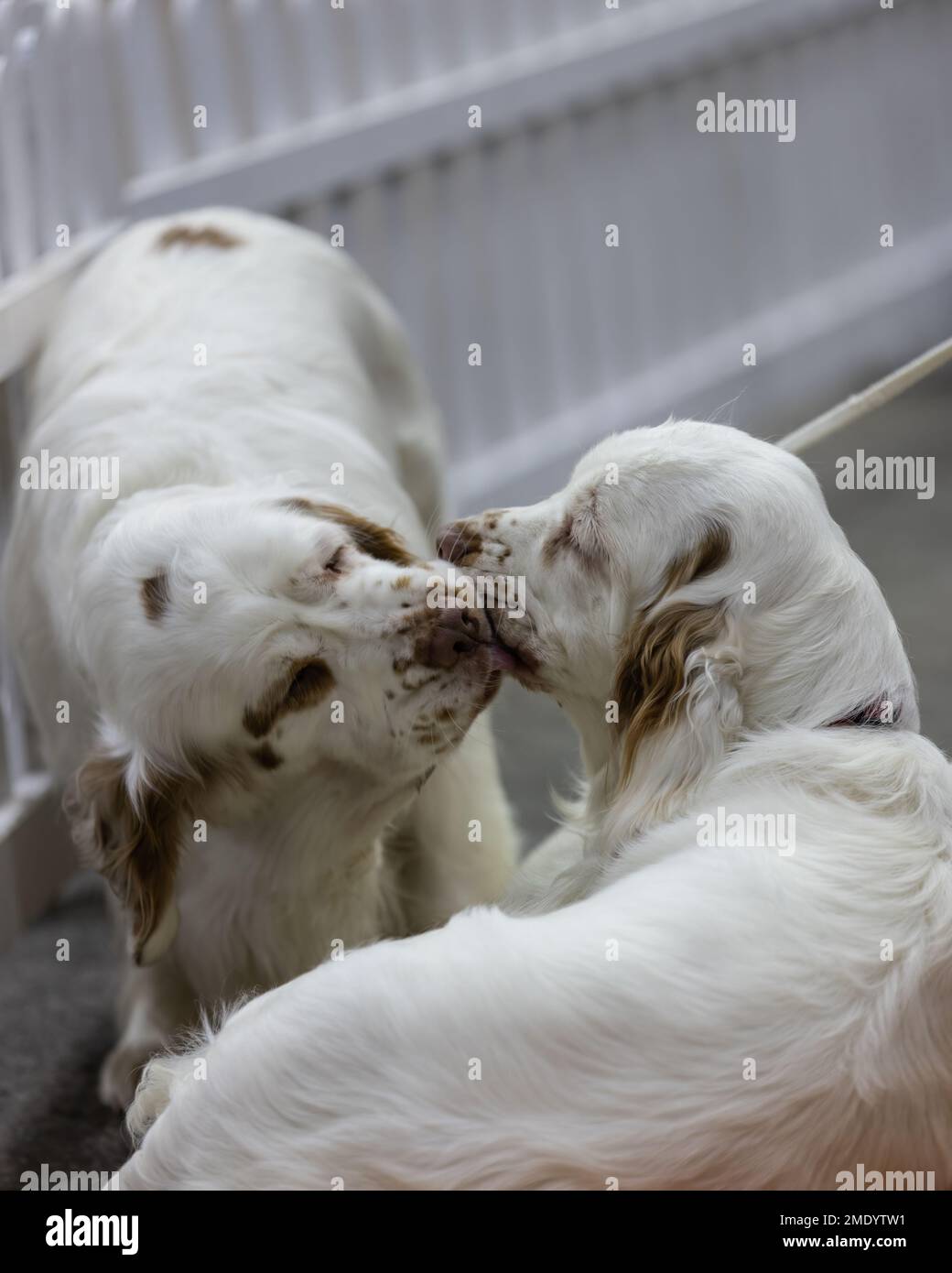 Two Clumber Spaniel gundogs nuzzlling each other Stock Photo - Alamy