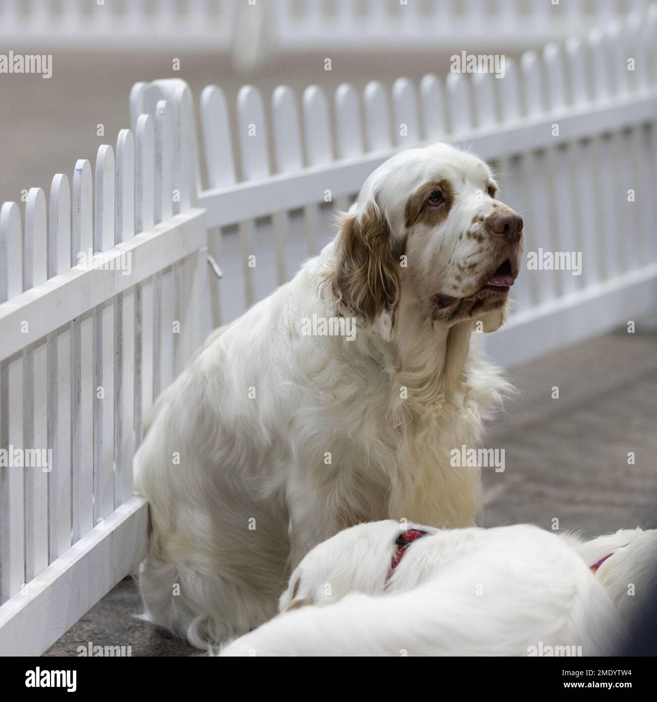 Working clumber spaniel hi-res stock photography and images - Alamy