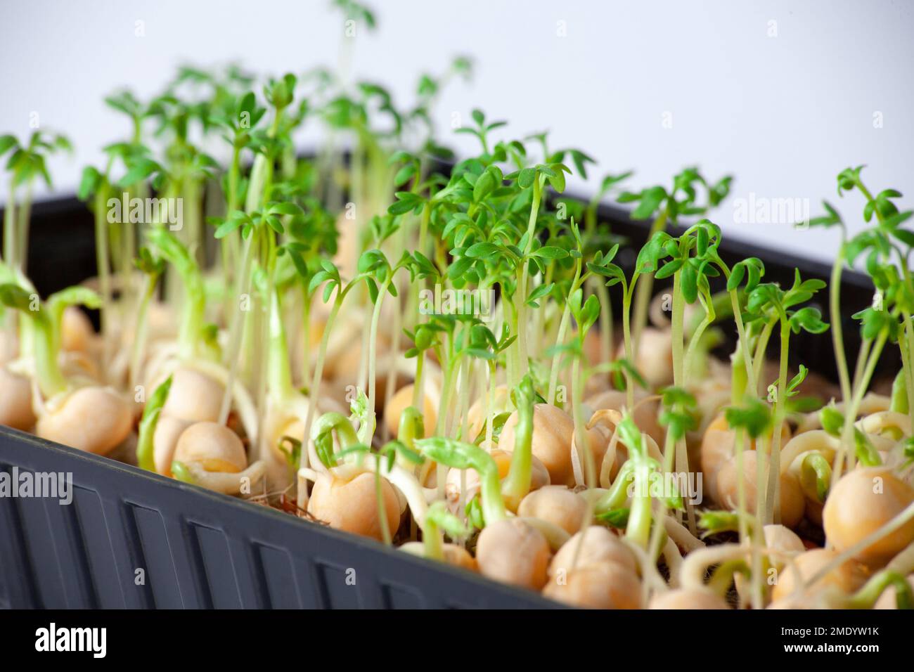 Close-up of peas microgreens with seeds and roots. Sprouting ...
