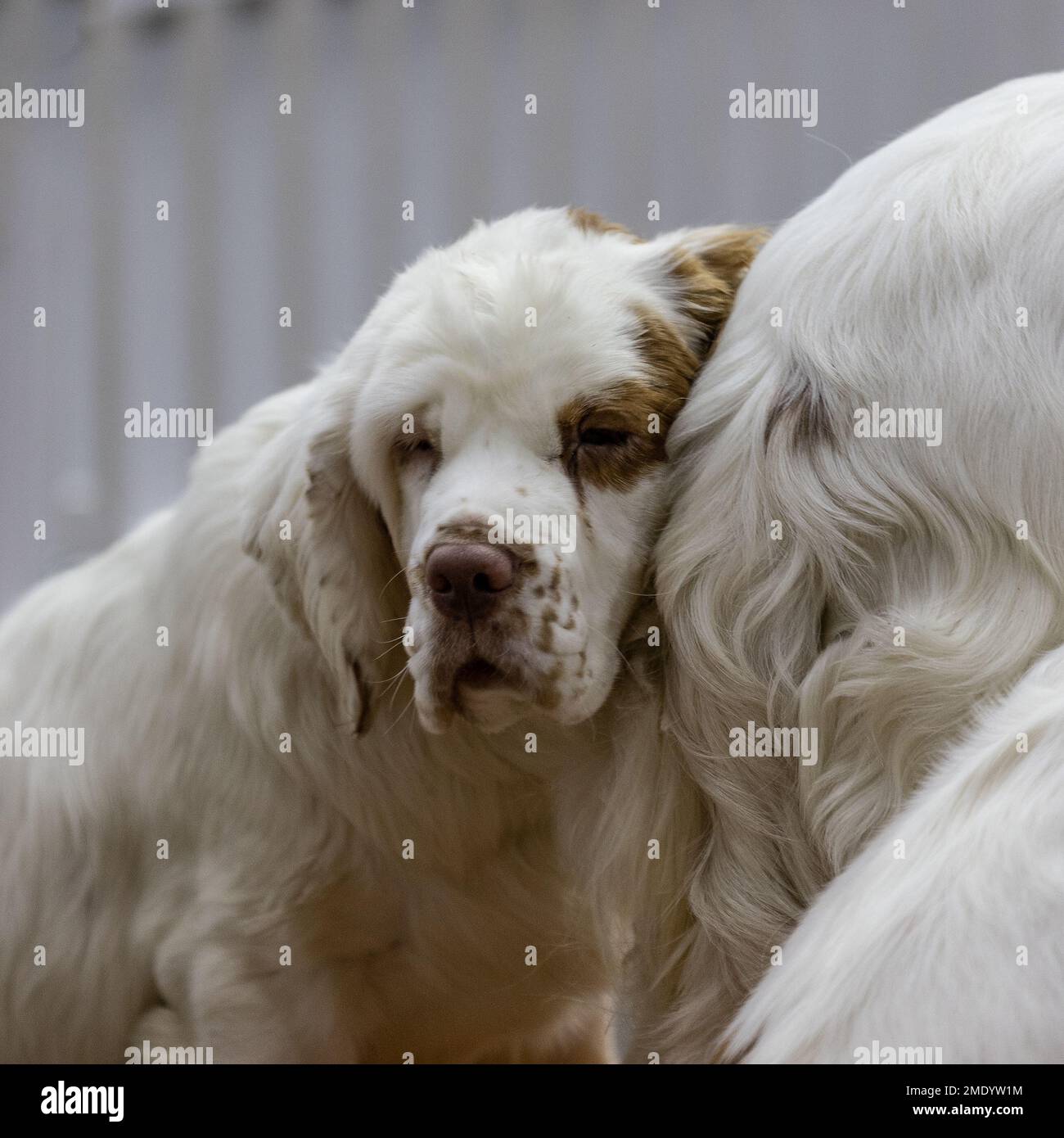Working clumber hi-res stock photography and images - Alamy