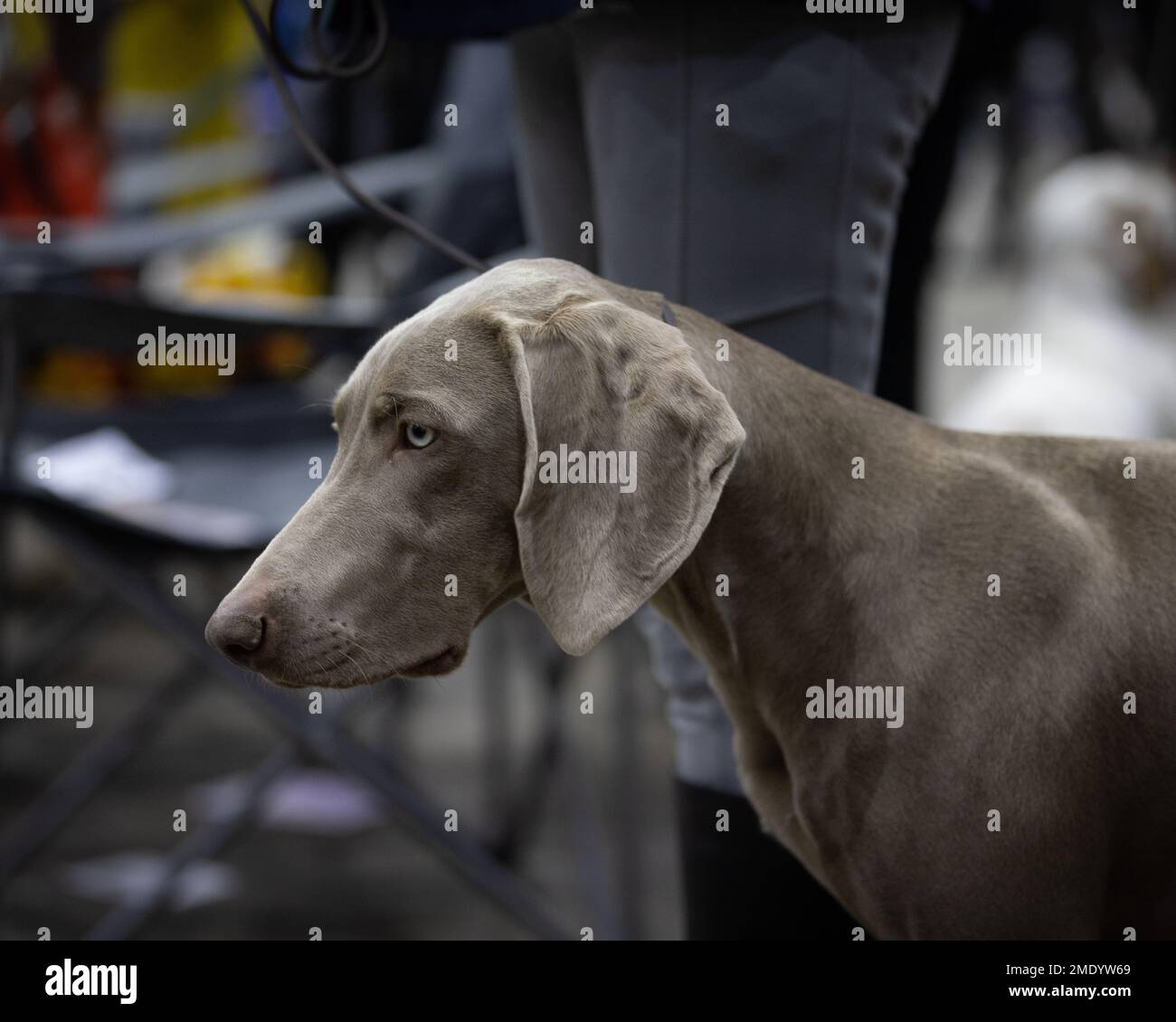 Hunt point and retrieve hi-res stock photography and images - Alamy