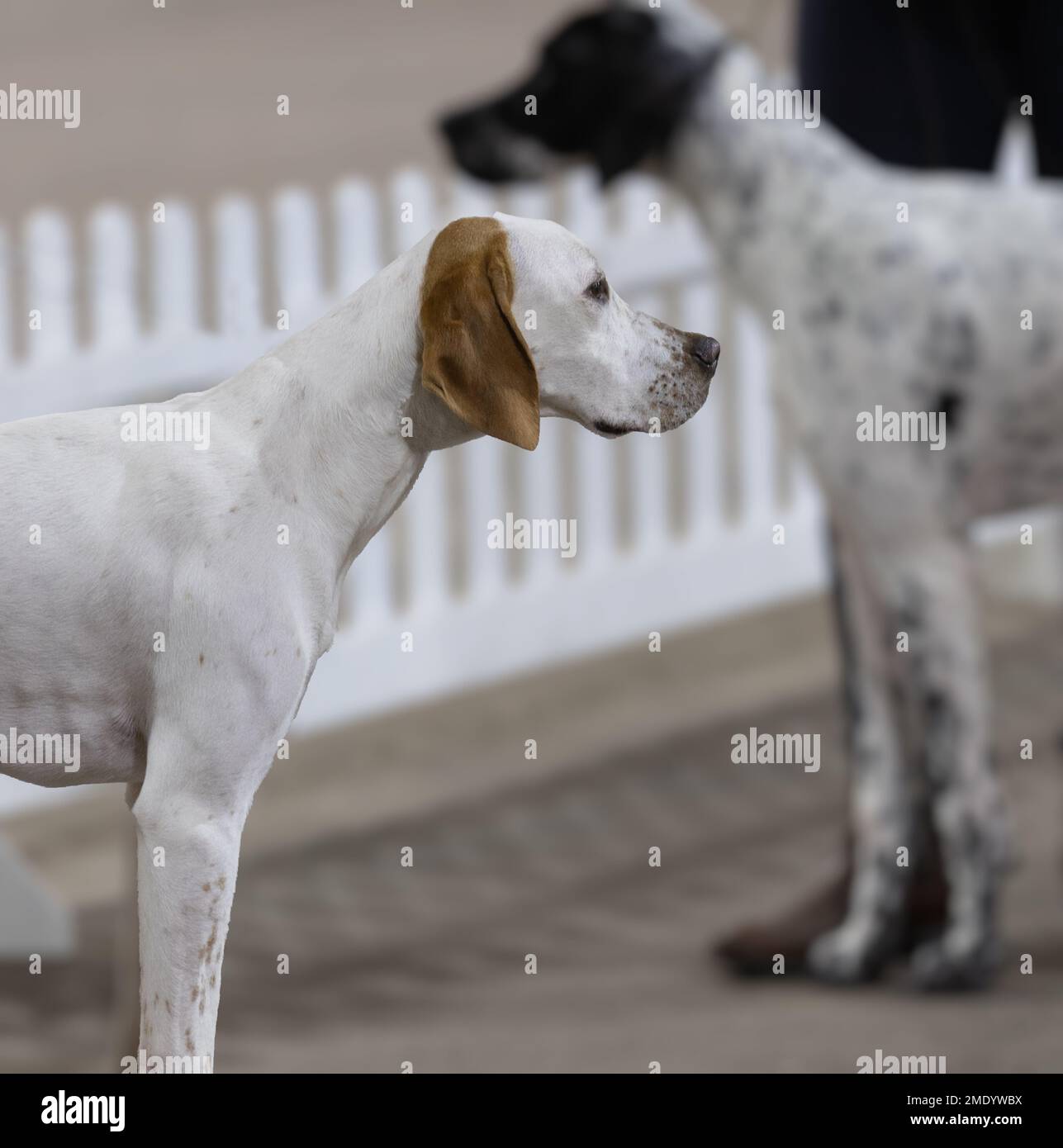 English pointer dog hi-res stock photography and images - Alamy