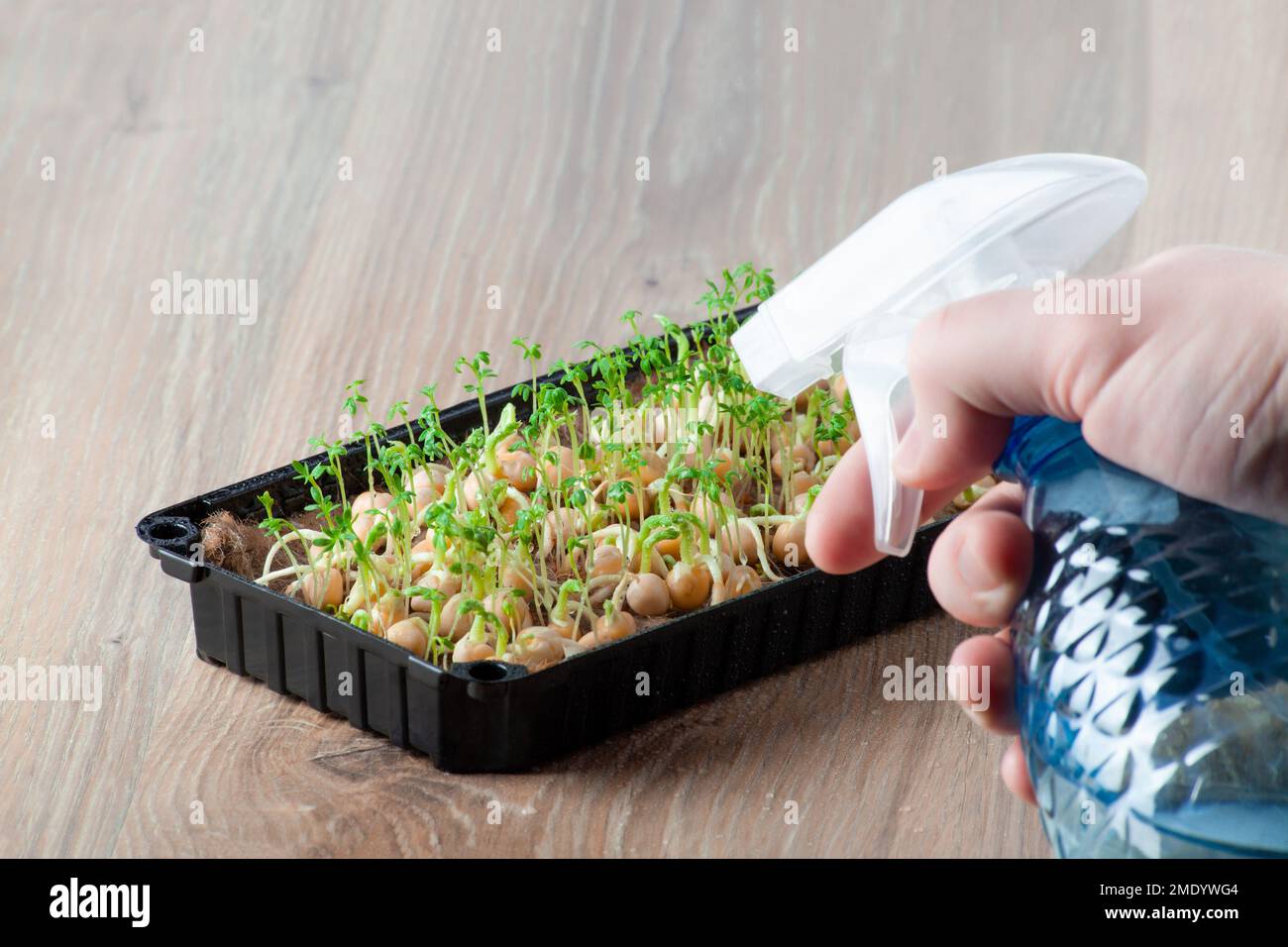 Close-up of peas microgreens with seeds and roots water spraying ...