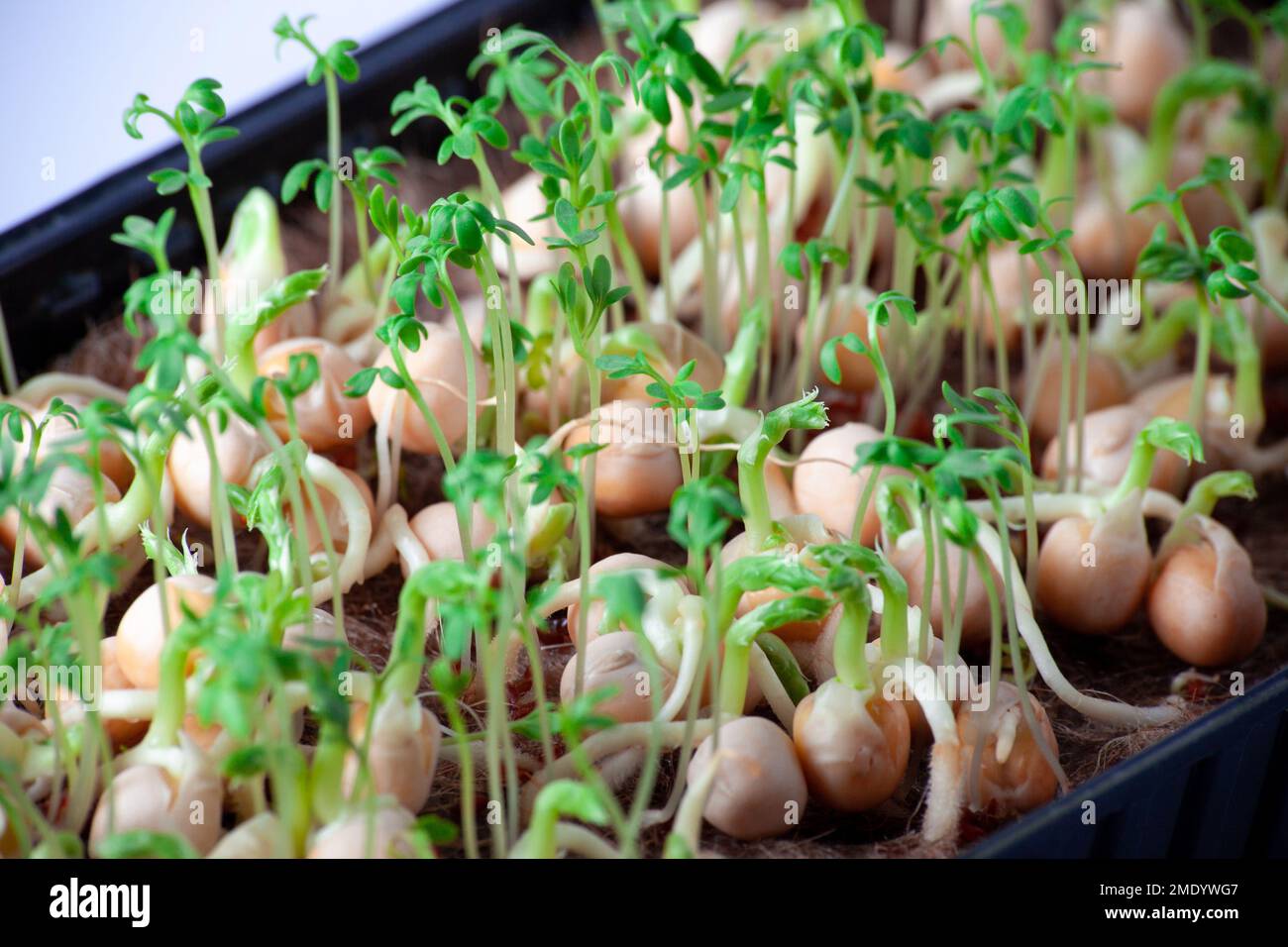 Close-up of peas microgreens with seeds and roots. Sprouting ...