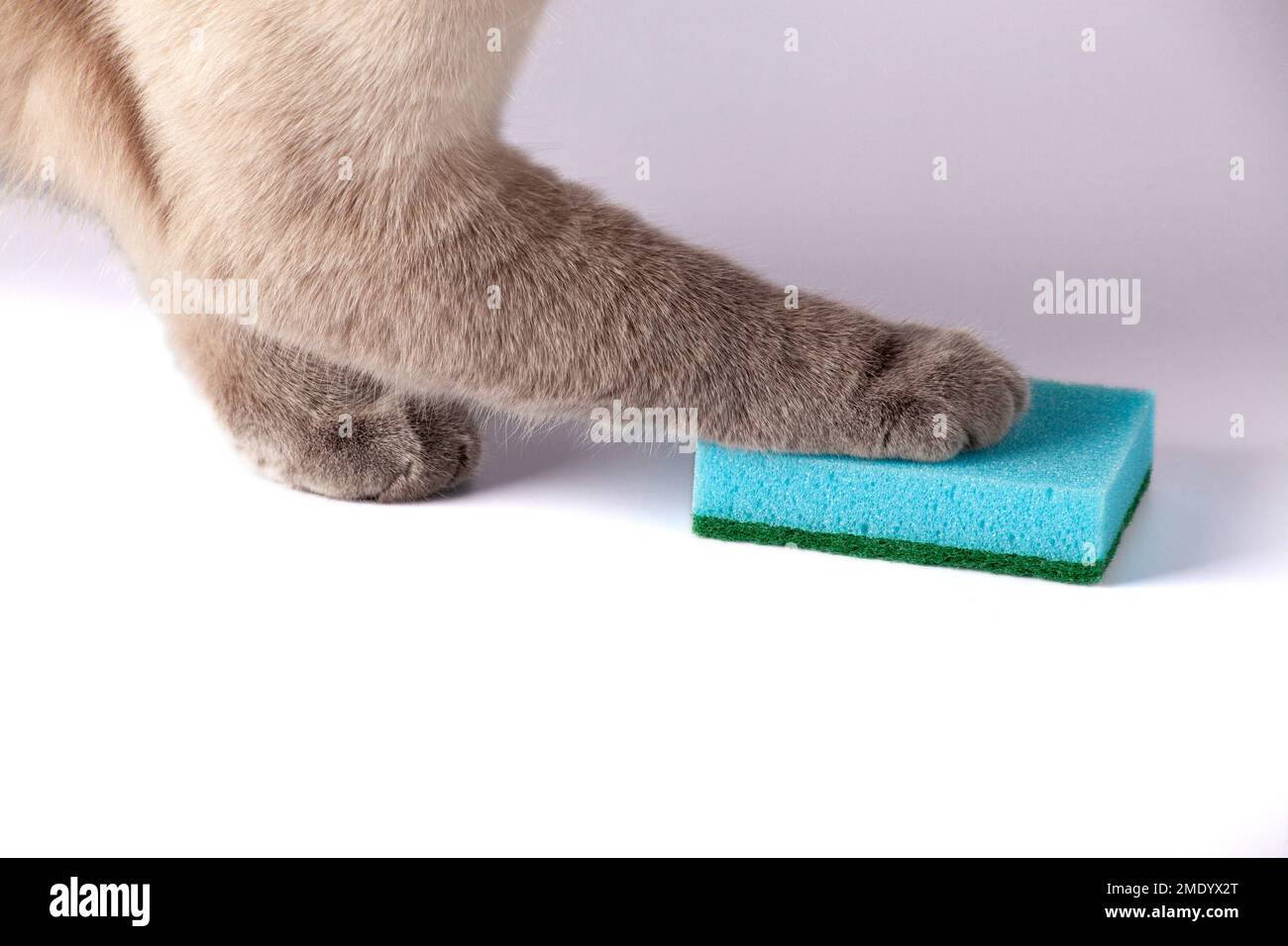 Washing cats hi-res stock photography and images - Alamy