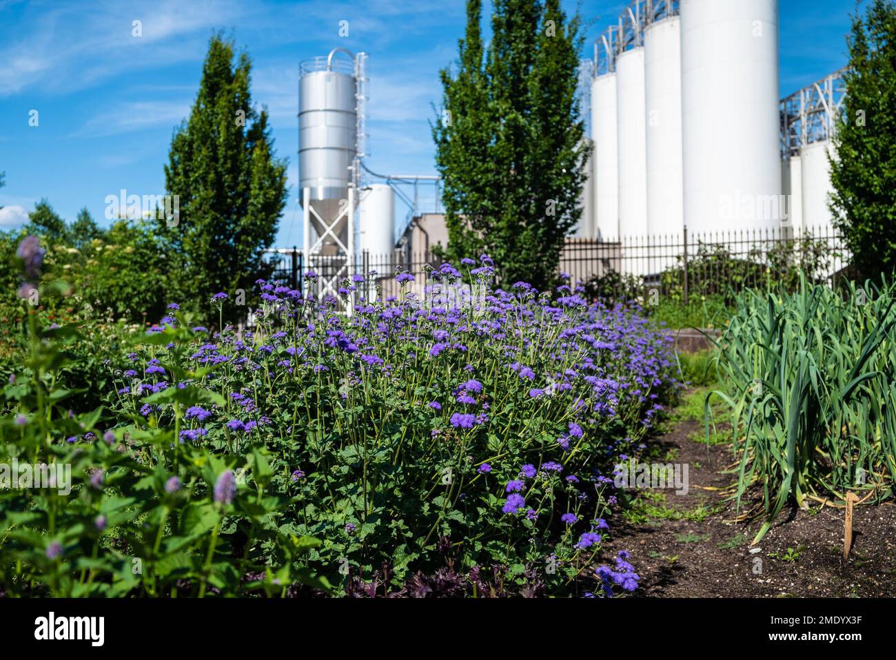 The purple flowers and plants with the industrial towers in the ...
