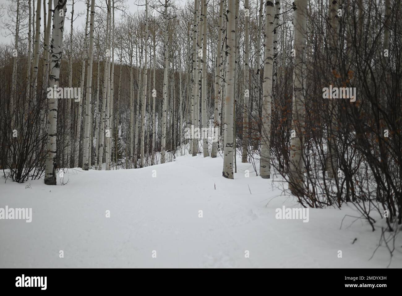 The deciduous tree trunks in the snowy forest at winter Stock Photo - Alamy
