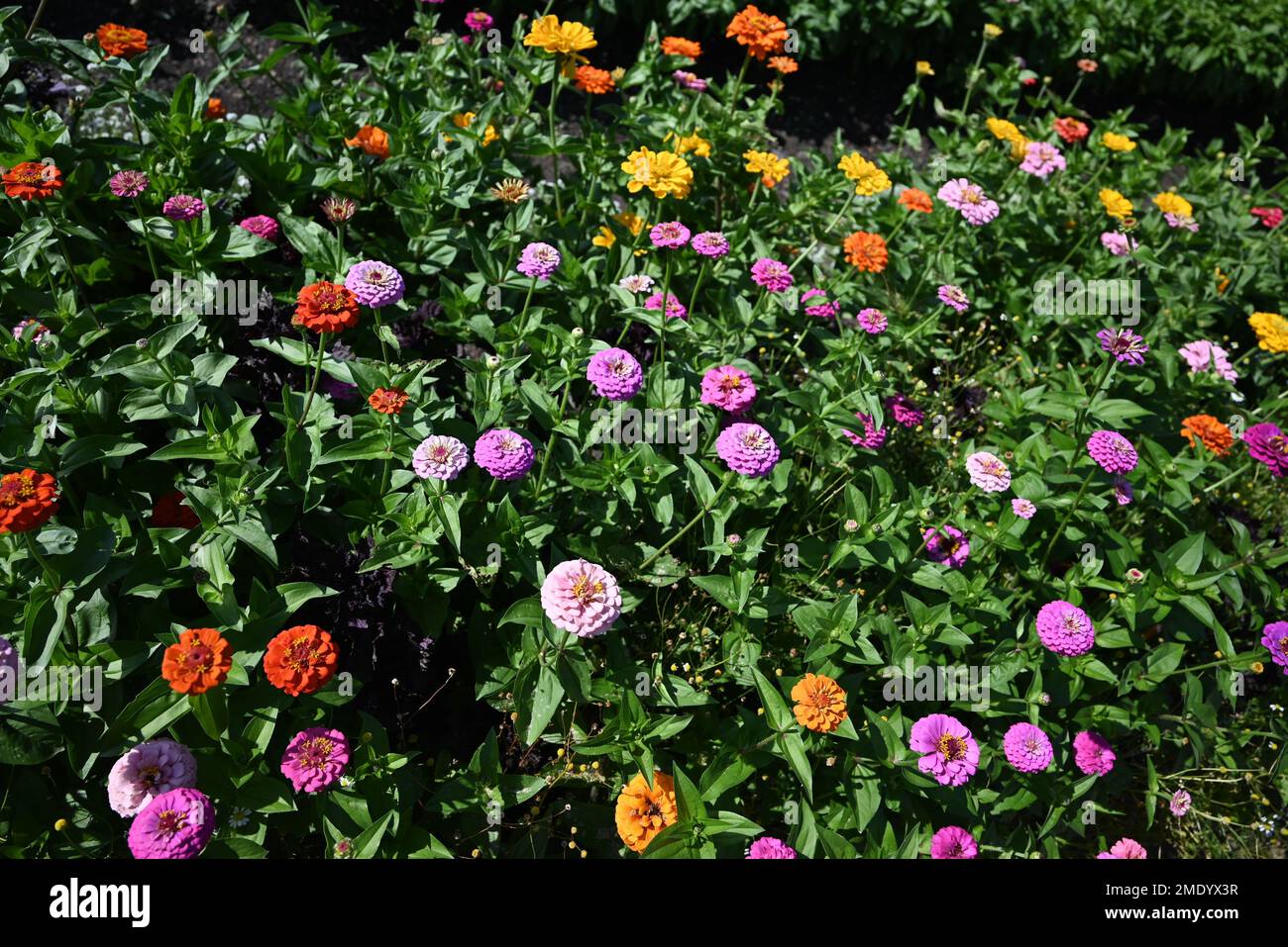 The colorful small flowers in the garden Stock Photo - Alamy